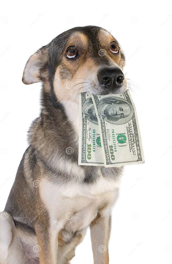 Dog with money stock photo. Image of dogs, finance, bring - 3589658