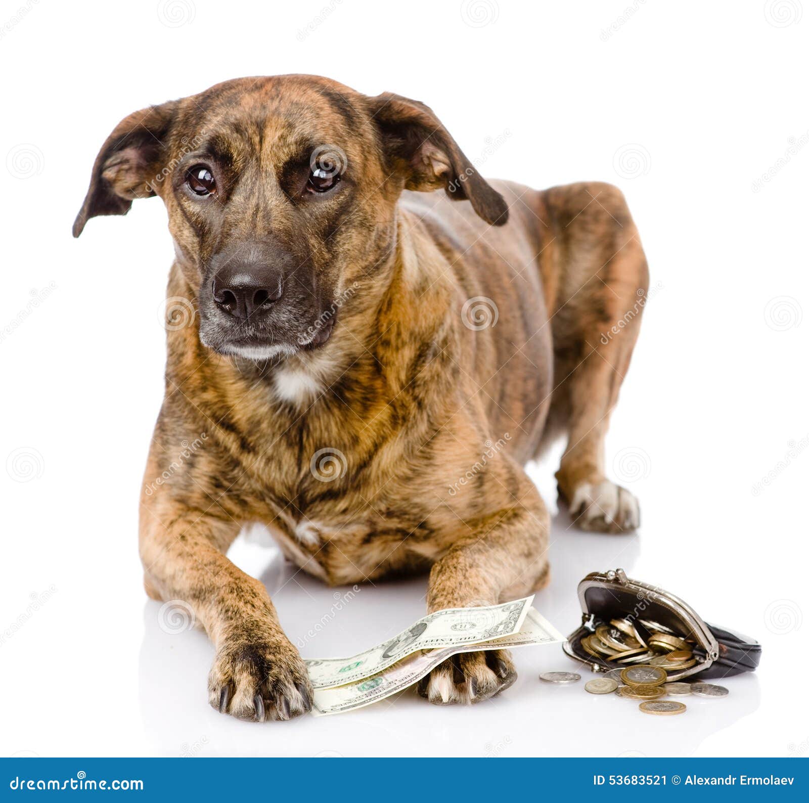 Dog with Money. Isolated on White Background Stock Image - Image of ...
