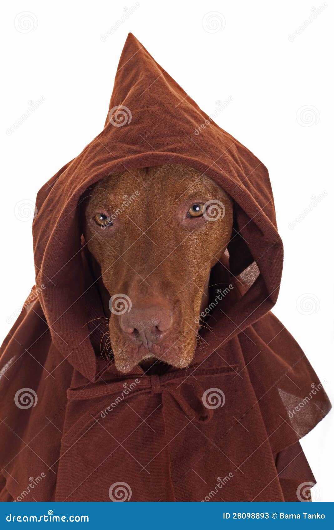 Dog in monk clothes stock image. Image of monk, animal - 28098893