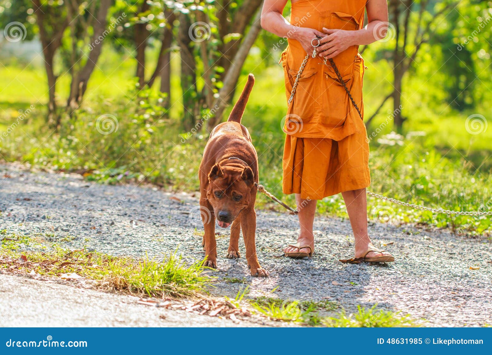 Dog and monk stock image. Image of brown, outdoor, grass - 48631985