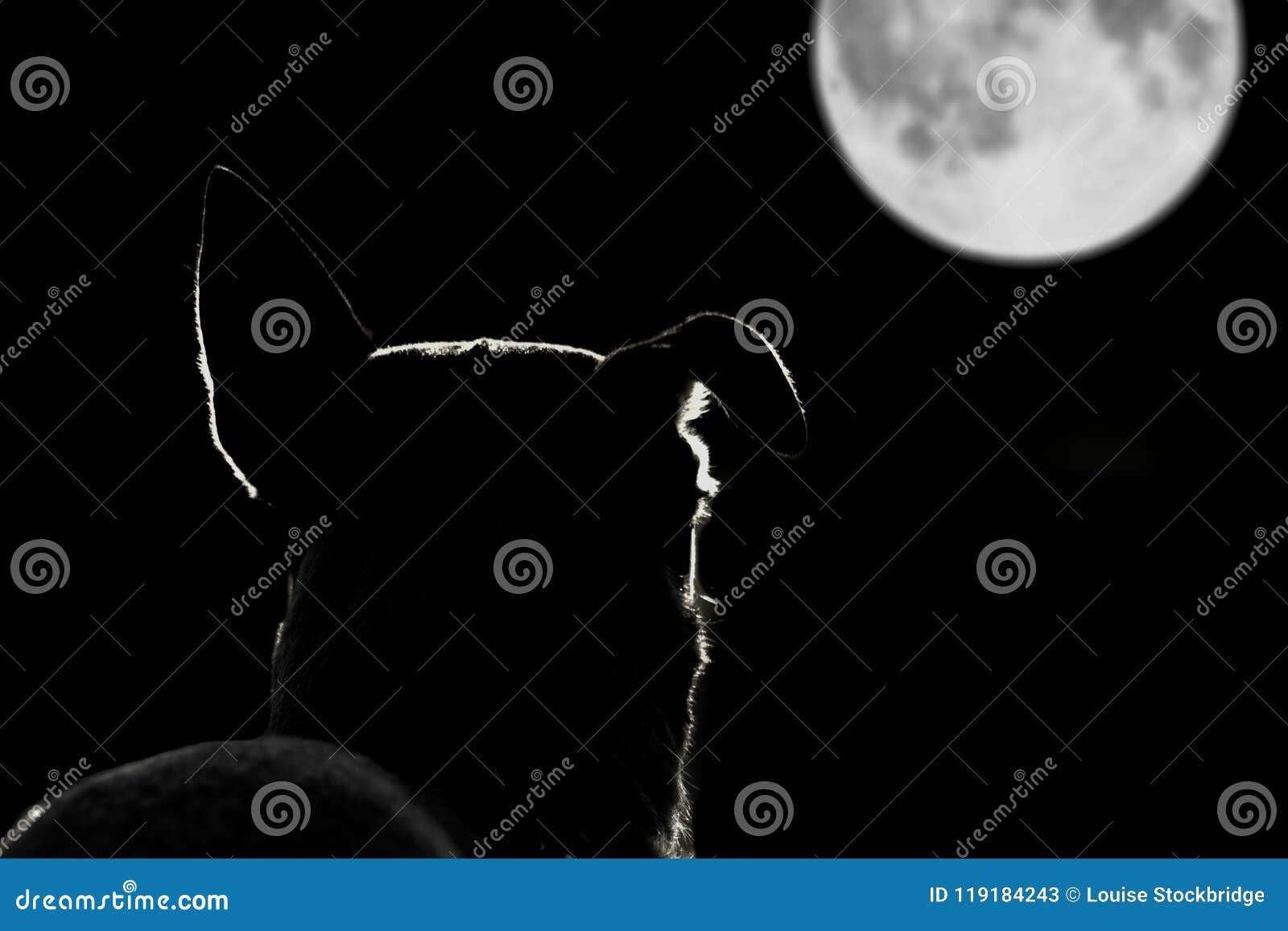 Dog and the moon stock image. Image of evening, night - 119184243
