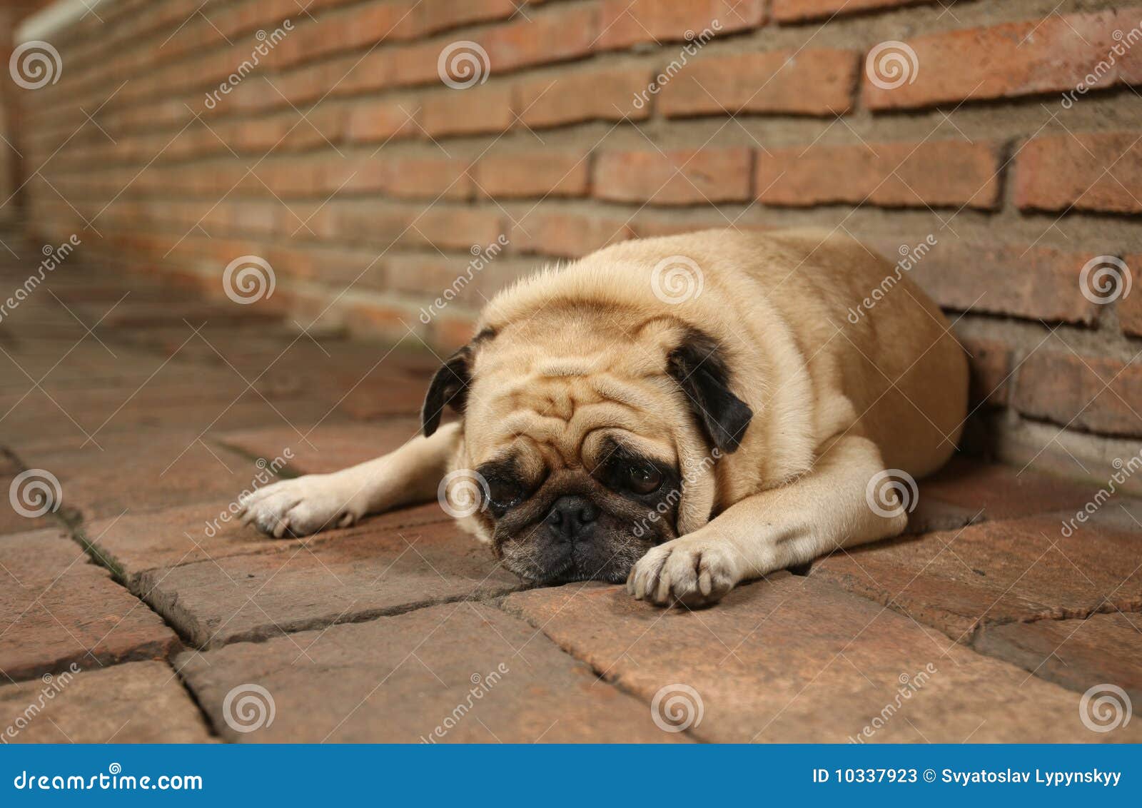 Dog mops on pitcher stock image. Image of cute, animal - 10337923