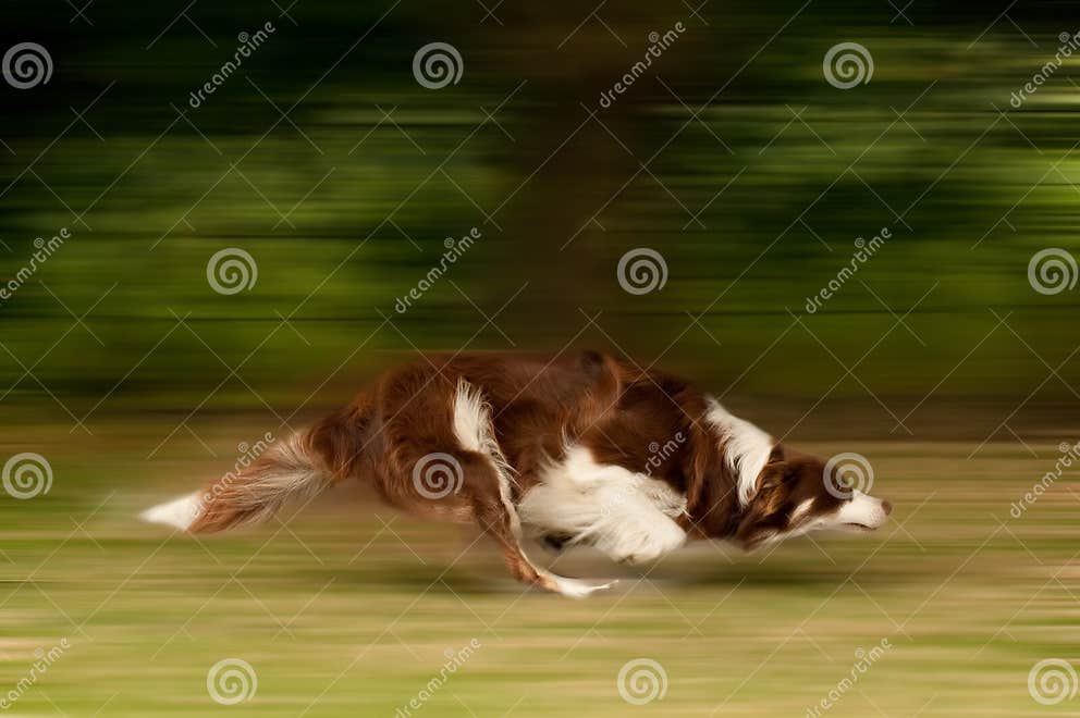 Dog in motion stock image. Image of blurred, running - 14723055