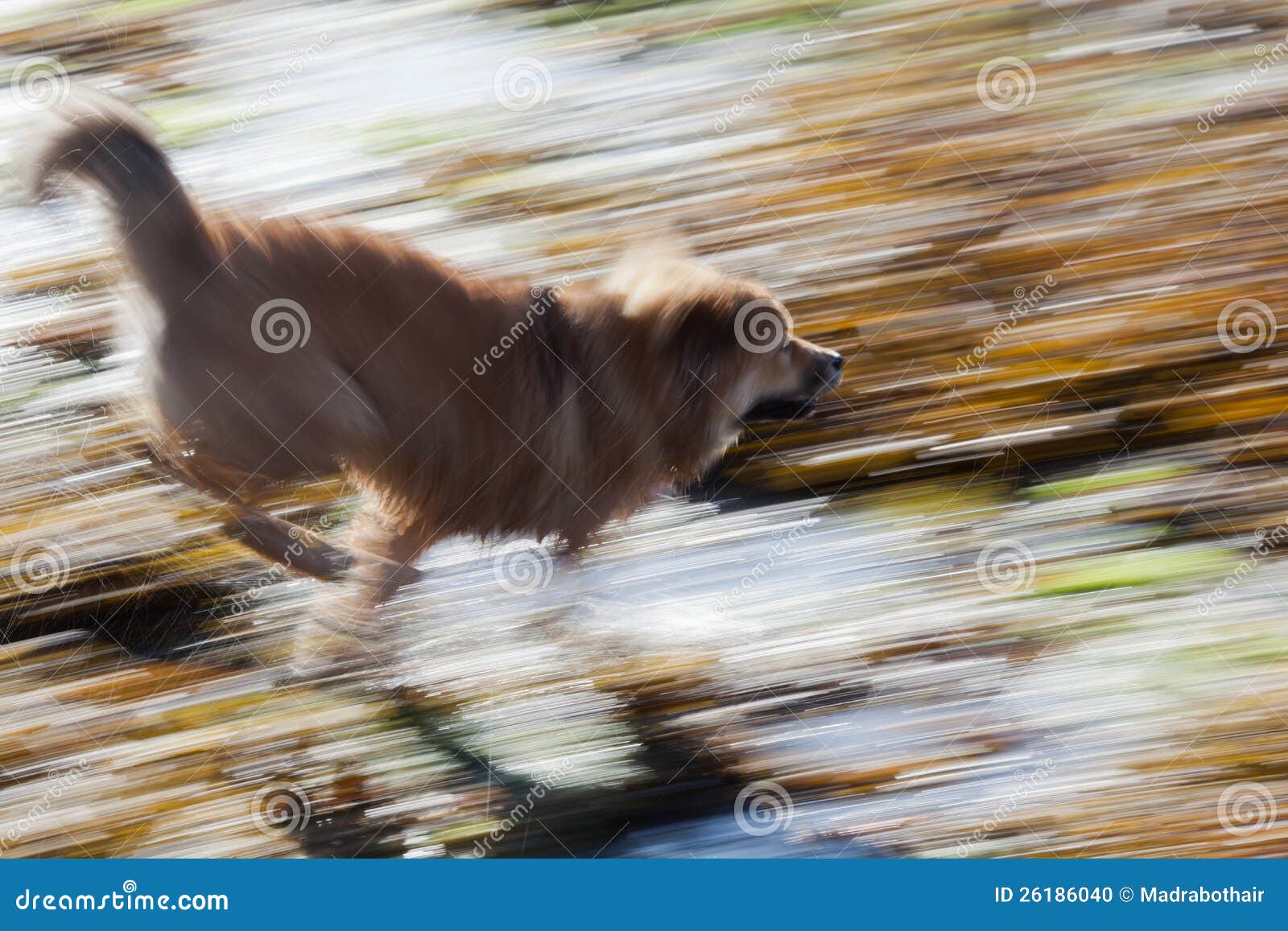Dog in motion stock photo. Image of action, puppy, panning - 26186040
