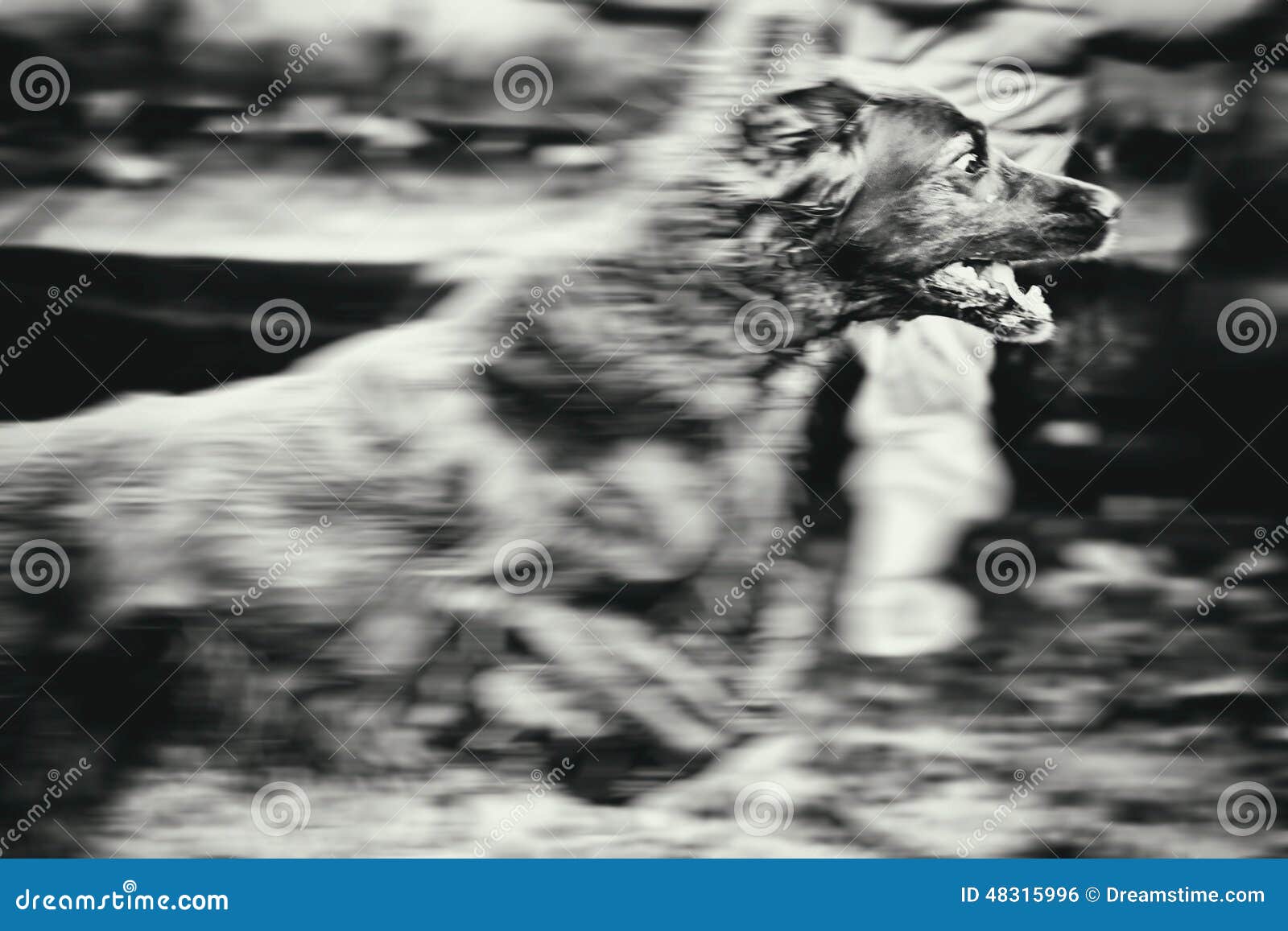 Dog in Motion stock photo. Image of teeth, speed, fast - 48315996