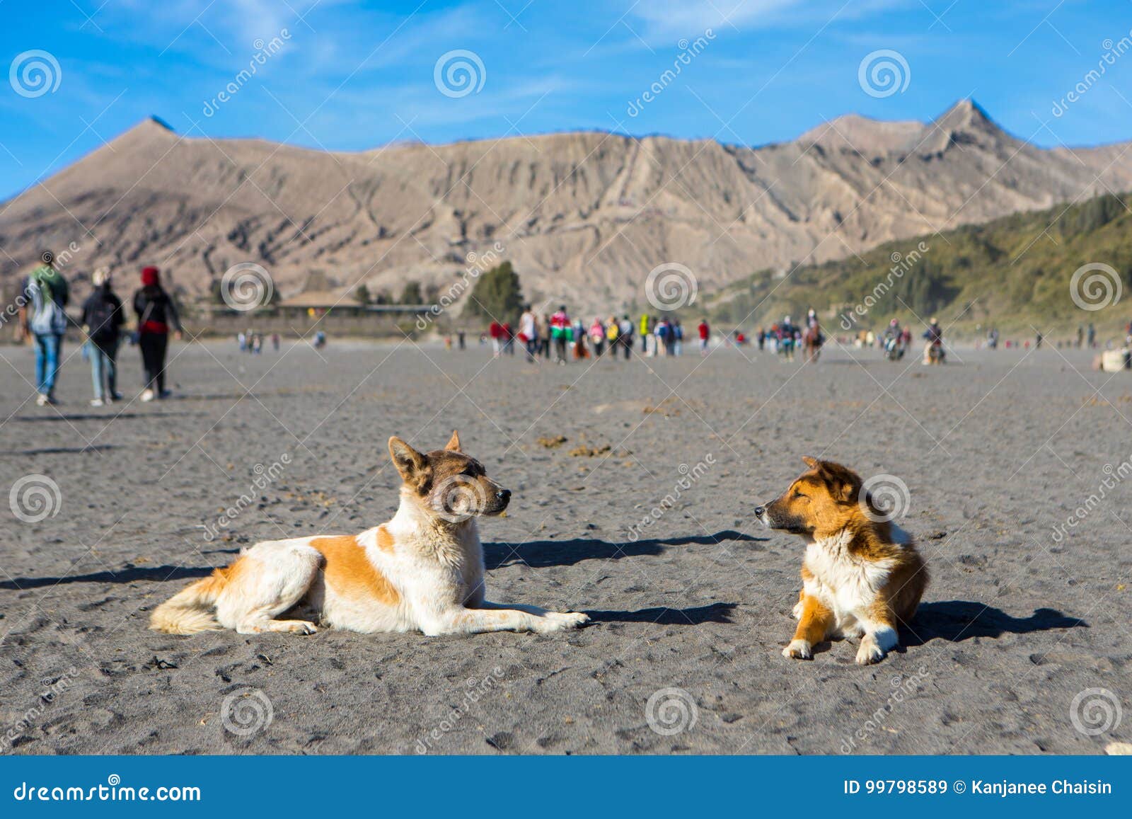 Dog stock image. Image of active, volcano, pets, view - 99798589