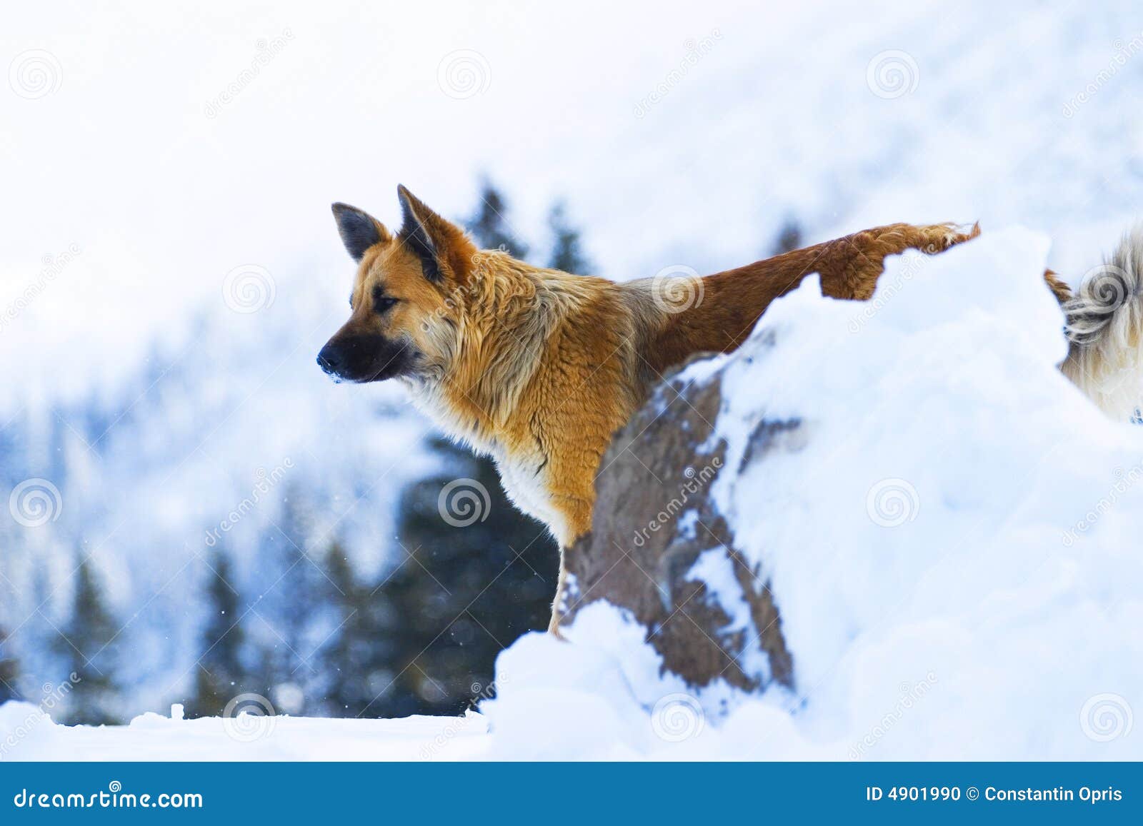 Dog on mountain stock photo. Image of trees, season, looking - 4901990