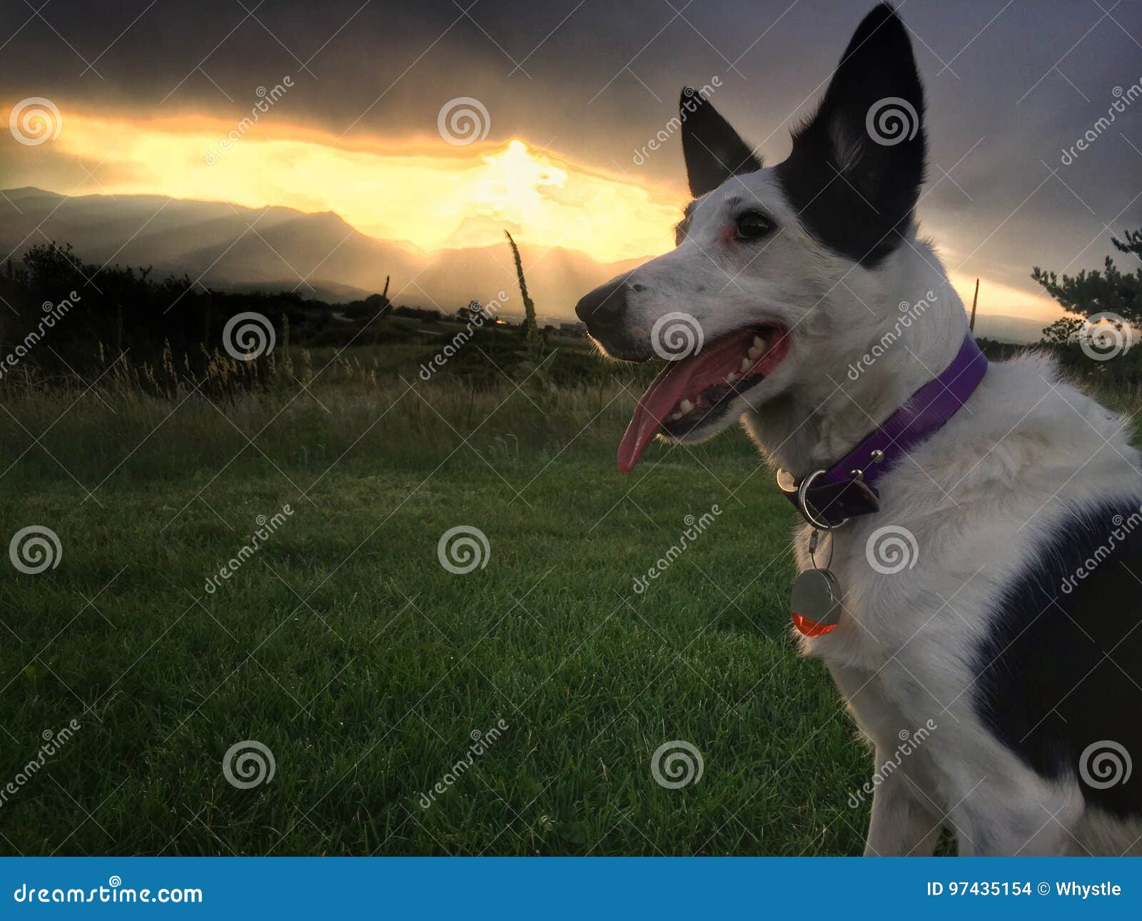 Dog with Mountain Sunset stock photo. Image of collie - 97435154