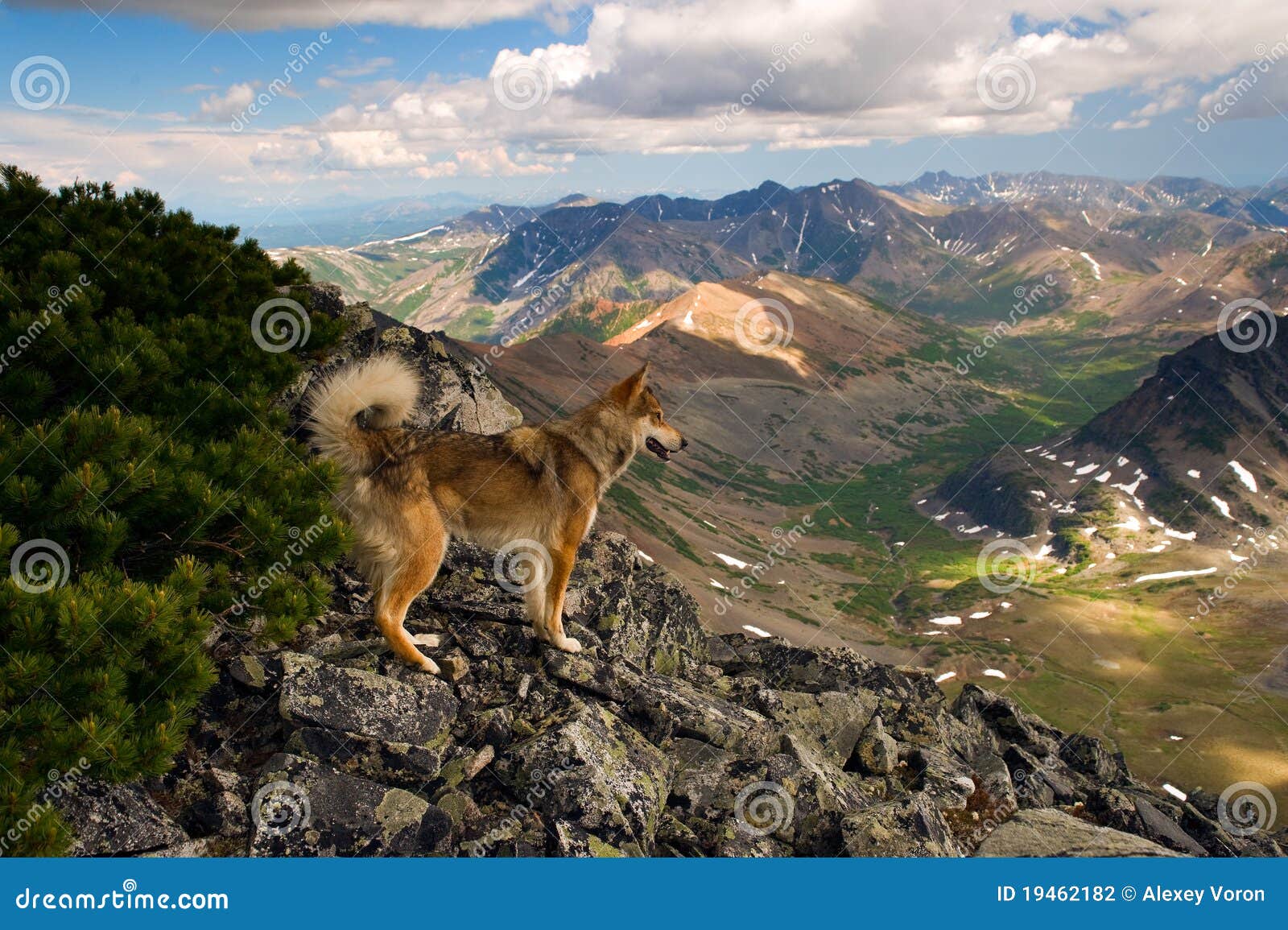 The dog in the mountains stock photo. Image of mountain - 19462182