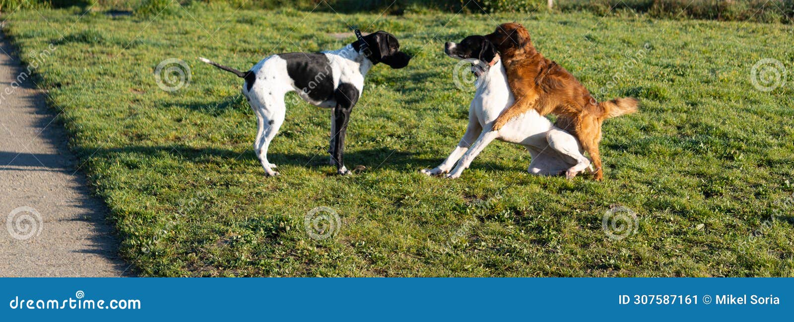 A Dog Mounts Another Dog in Heat while Its Partner Watches Stock Image ...