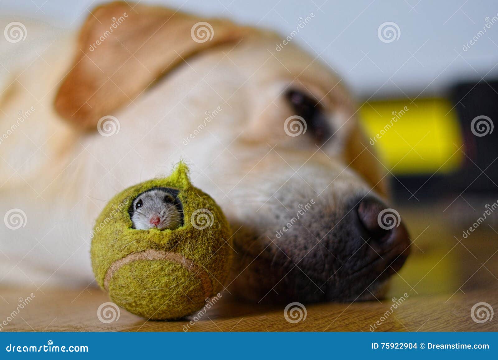 Dog and Mouse stock photo. Image of mouse, retriever - 75922904