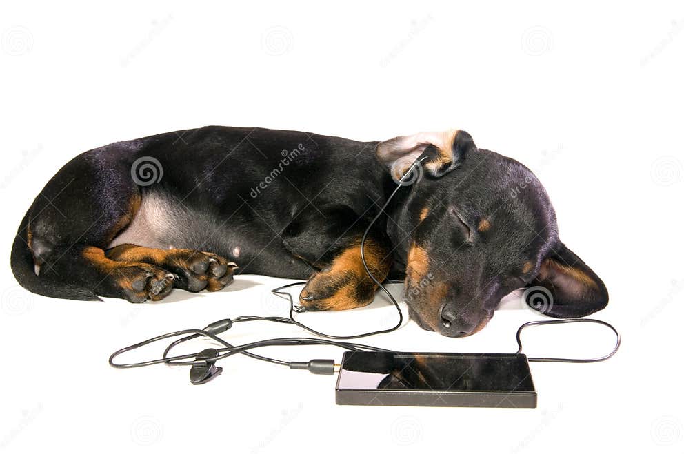 Dog with a mp3 player stock photo. Image of isolated, small - 8788062