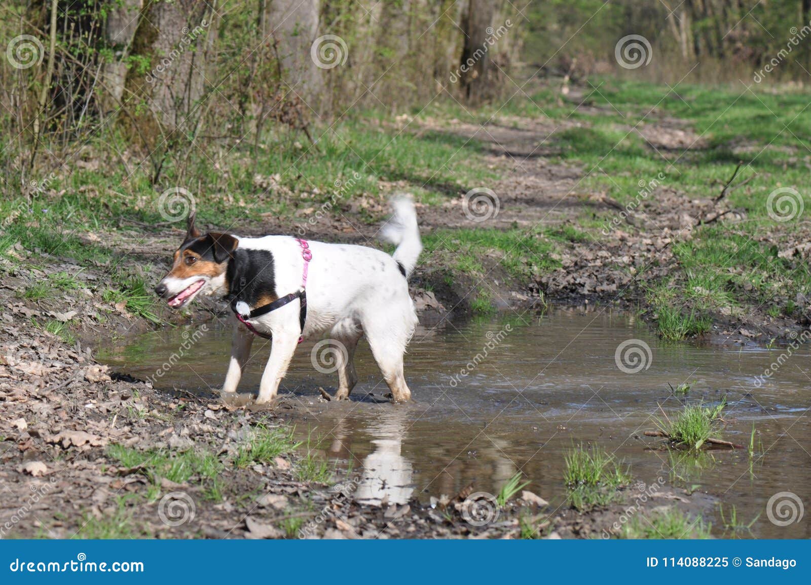 Dog mud bath stock image. Image of field, healthy, canine - 114088225