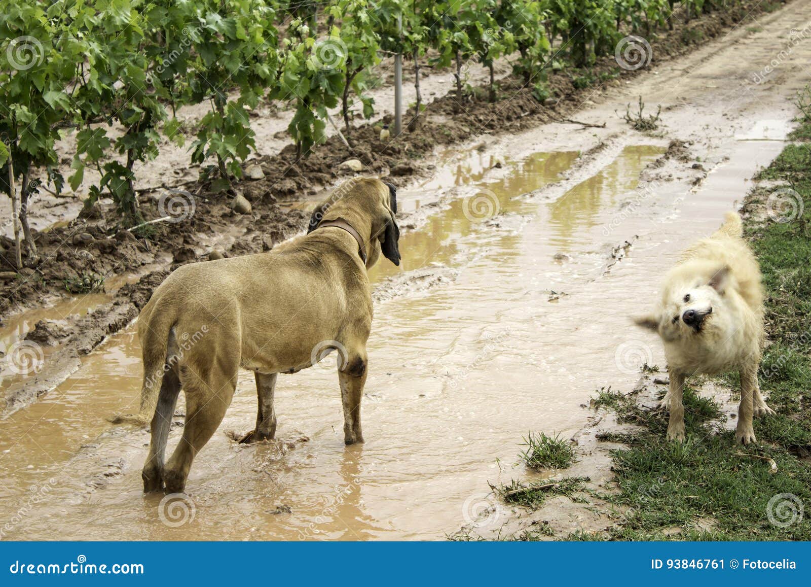 Dog mud bath stock image. Image of play, funny, head - 93846761
