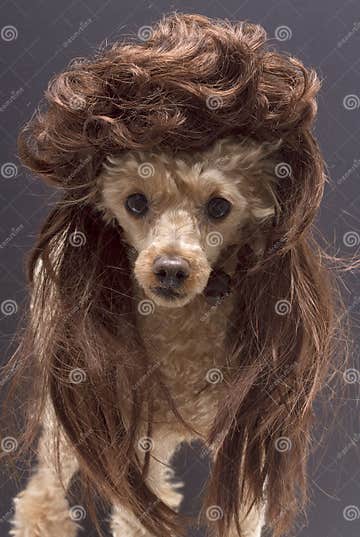 Dog with Mullet stock image. Image of appearance, style - 17628069