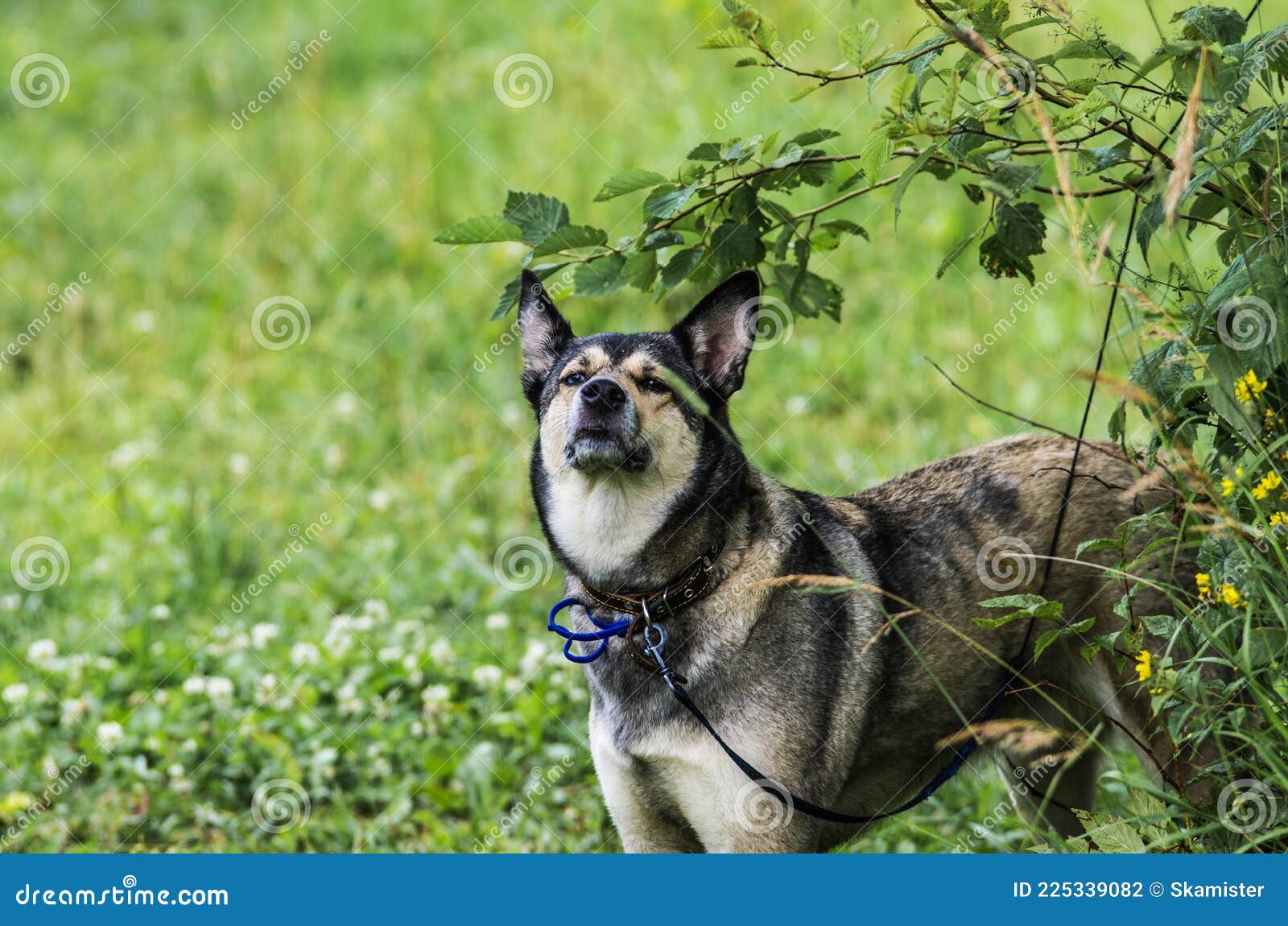 Dog with Multi-colored Eyes on the Outdoors Stock Photo - Image of ...