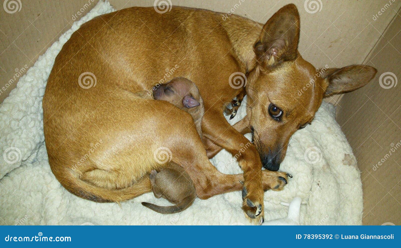 Dog mum stock photo. Image of love, cute, sleep, puppy - 78395392