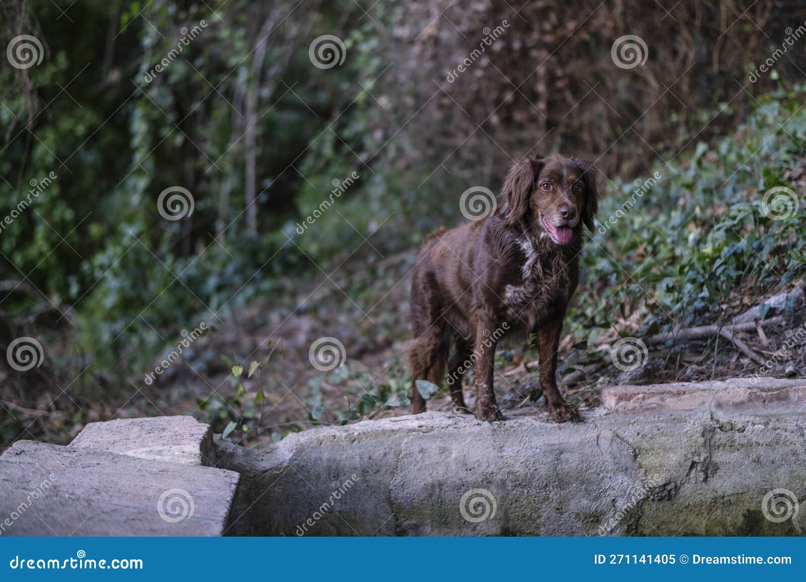 Dog of the Munsterlander Breed Walking through the Woods Stock Image ...