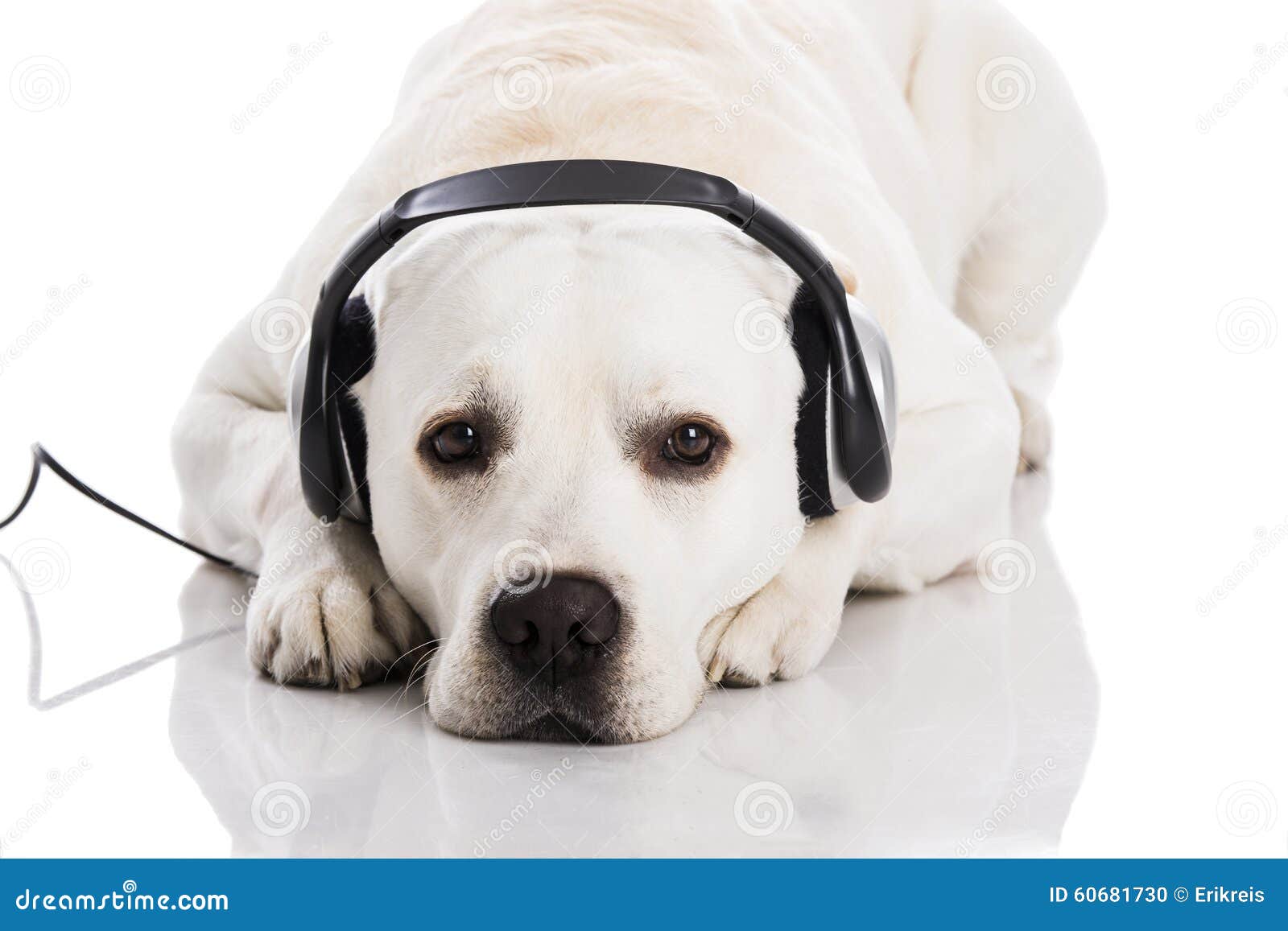 Dog and music stock photo. Image of adorable, relaxing - 60681730