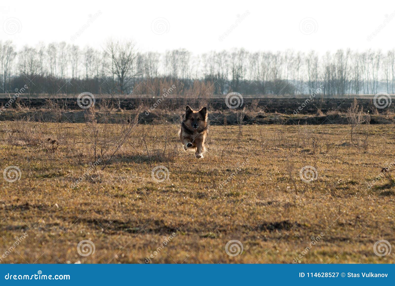 Dog Mutt Runs Towards the Field, Stock Image - Image of running, gallop ...
