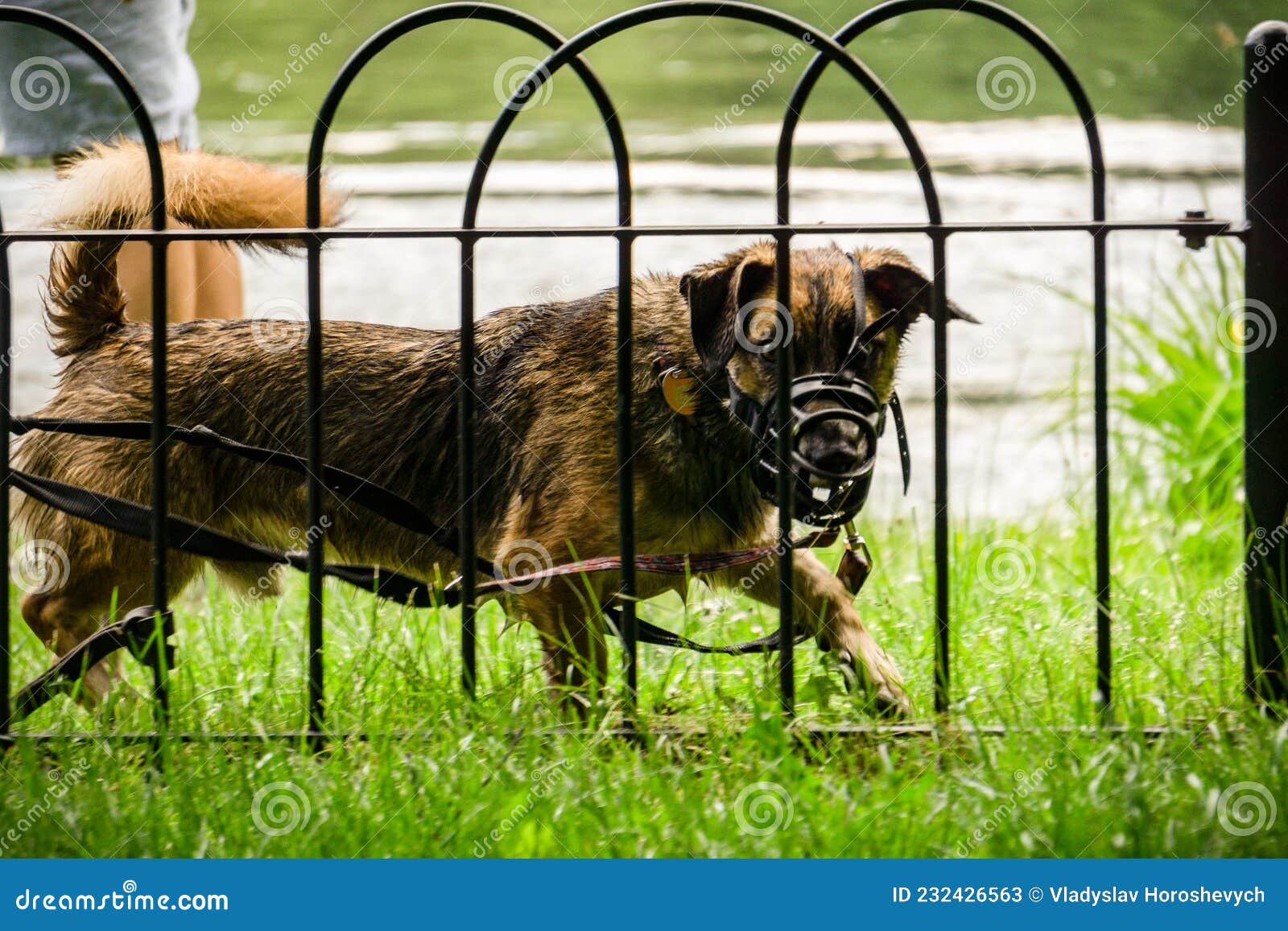 Dog with a Muzzle Behind an Iron Fence. Protection for the Muzzle of ...