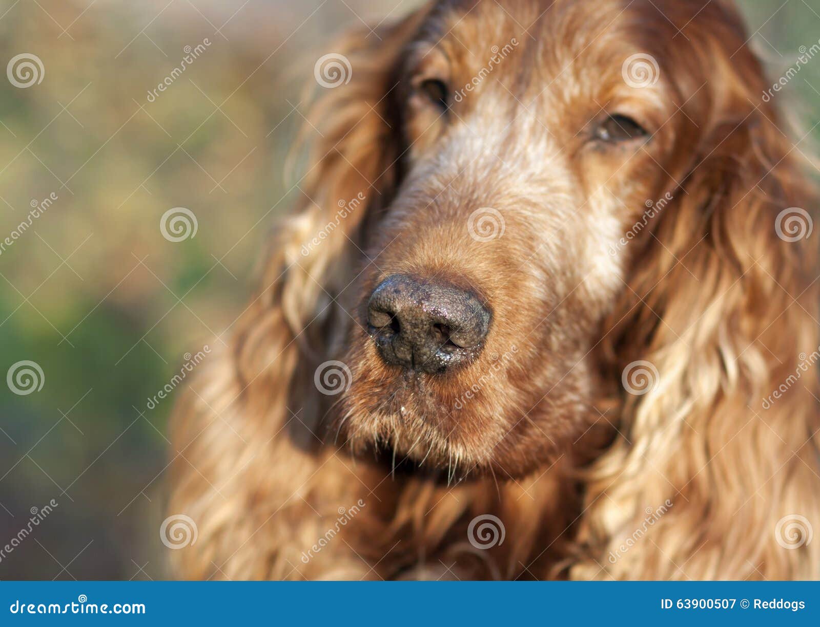 Dog muzzle stock image. Image of head, furry, closeup - 63900507