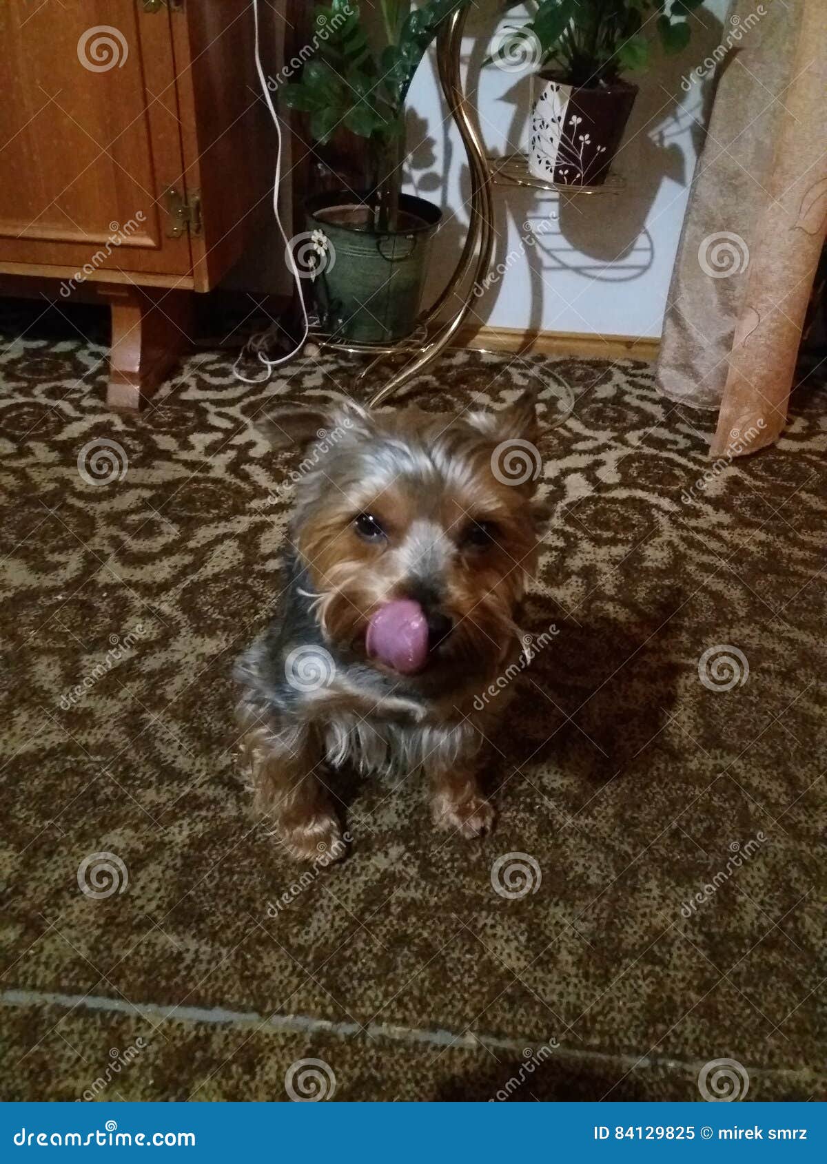 Dog stock image. Image of yorkshire, tongue, black - 84129825