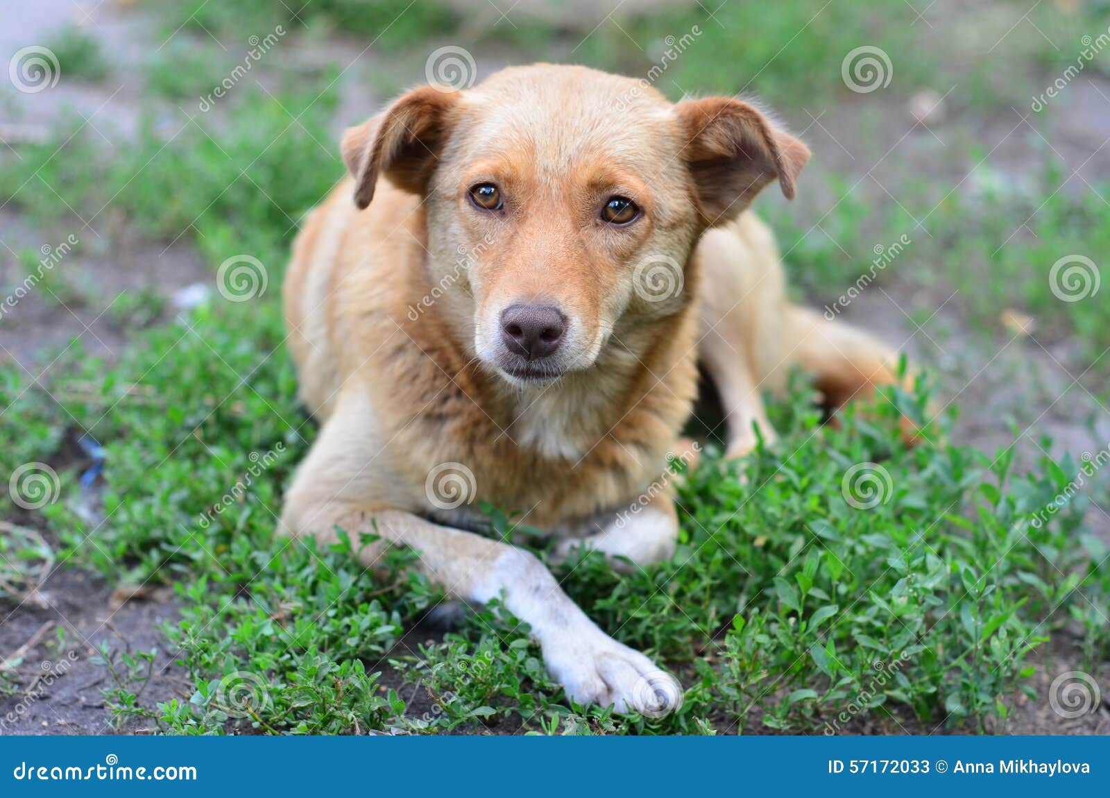 Dog Laura Stock Photos - Free & Royalty-Free Stock Photos from Dreamstime