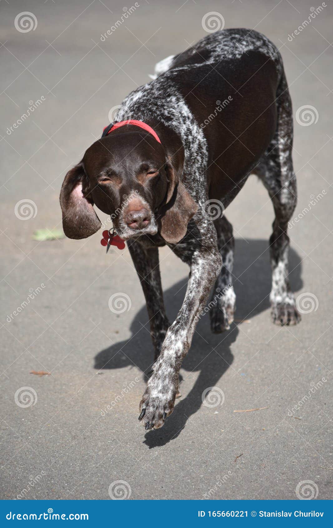 Dog My Dog Walk Sneaking Watching Animal Stock Image - Image of walk ...