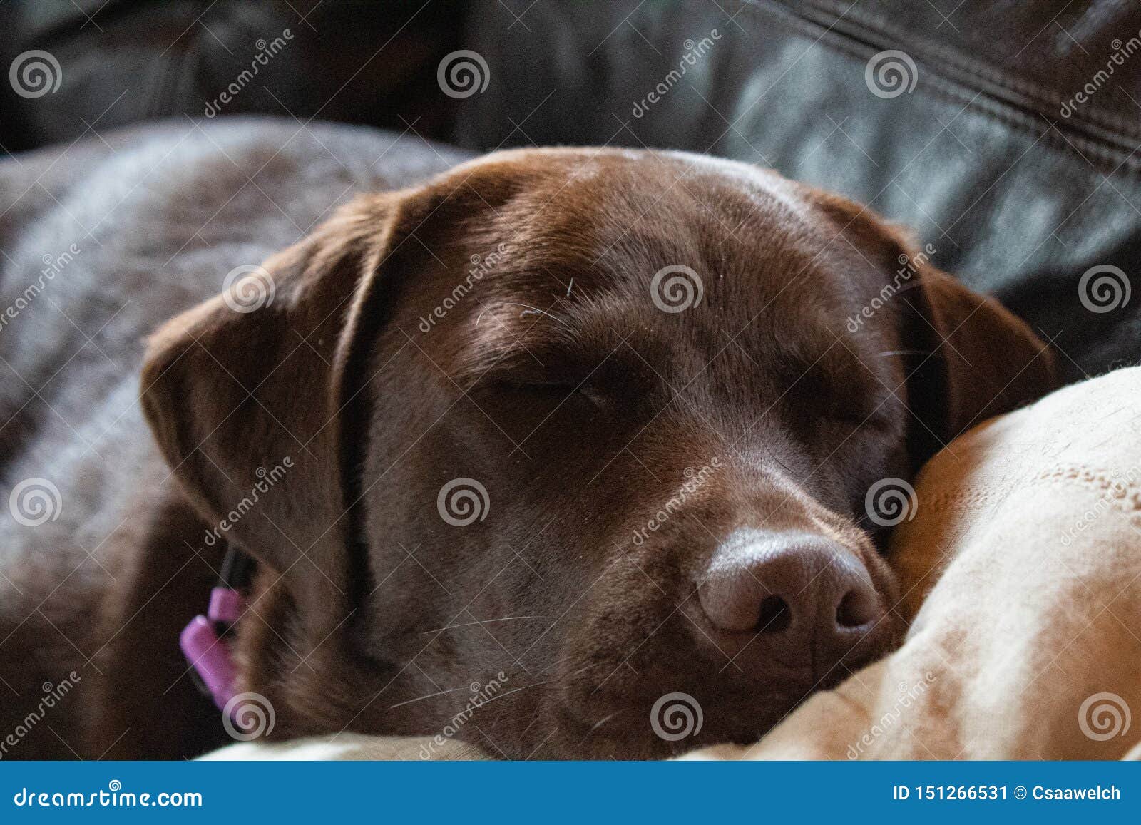 Dog Napping with Eyes Closed Stock Image - Image of pillow, chocolate ...
