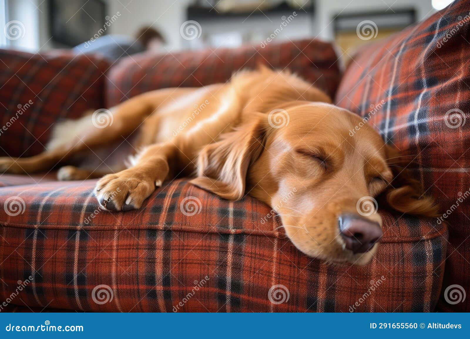 Dog Napping Precariously on the Edge of a Sofa Stock Photo - Image of ...