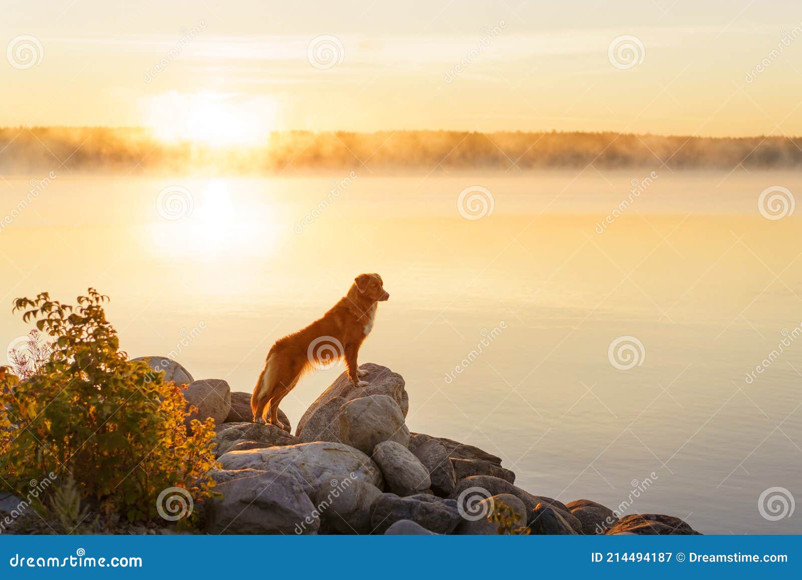 Dog natural seen stock image. Image of natural - 214494187