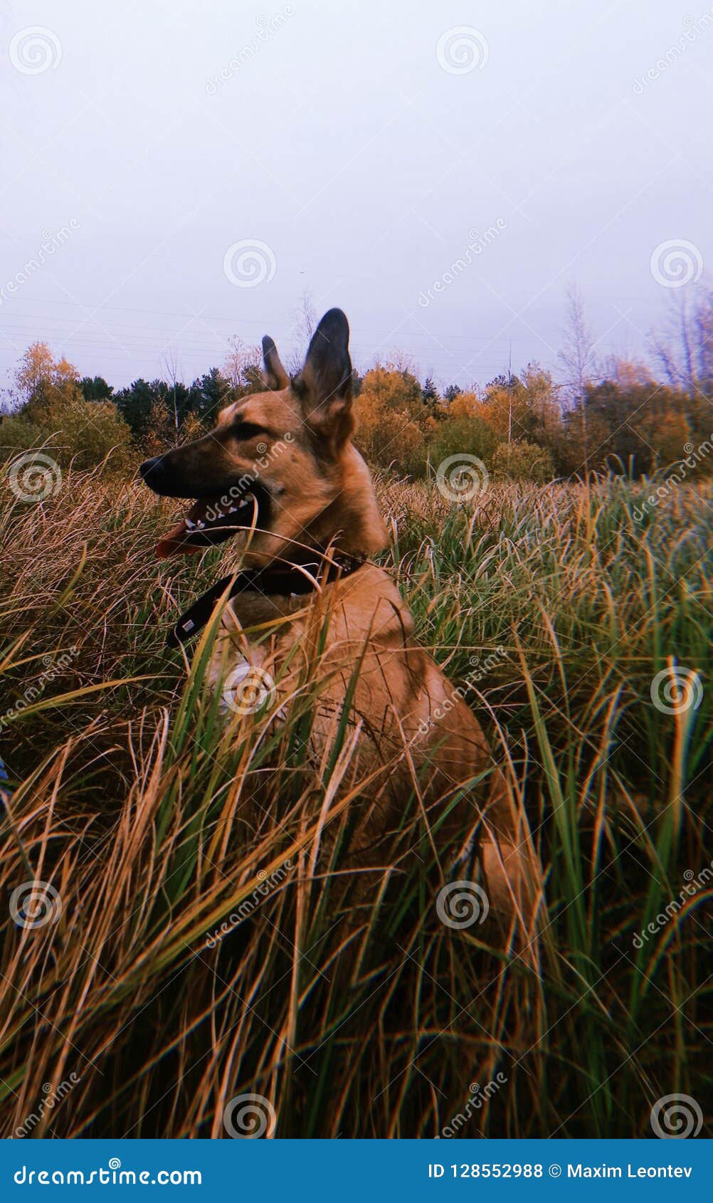 Dog Nature Autumn Field Shepherd Stock Photo - Image of nature, field ...