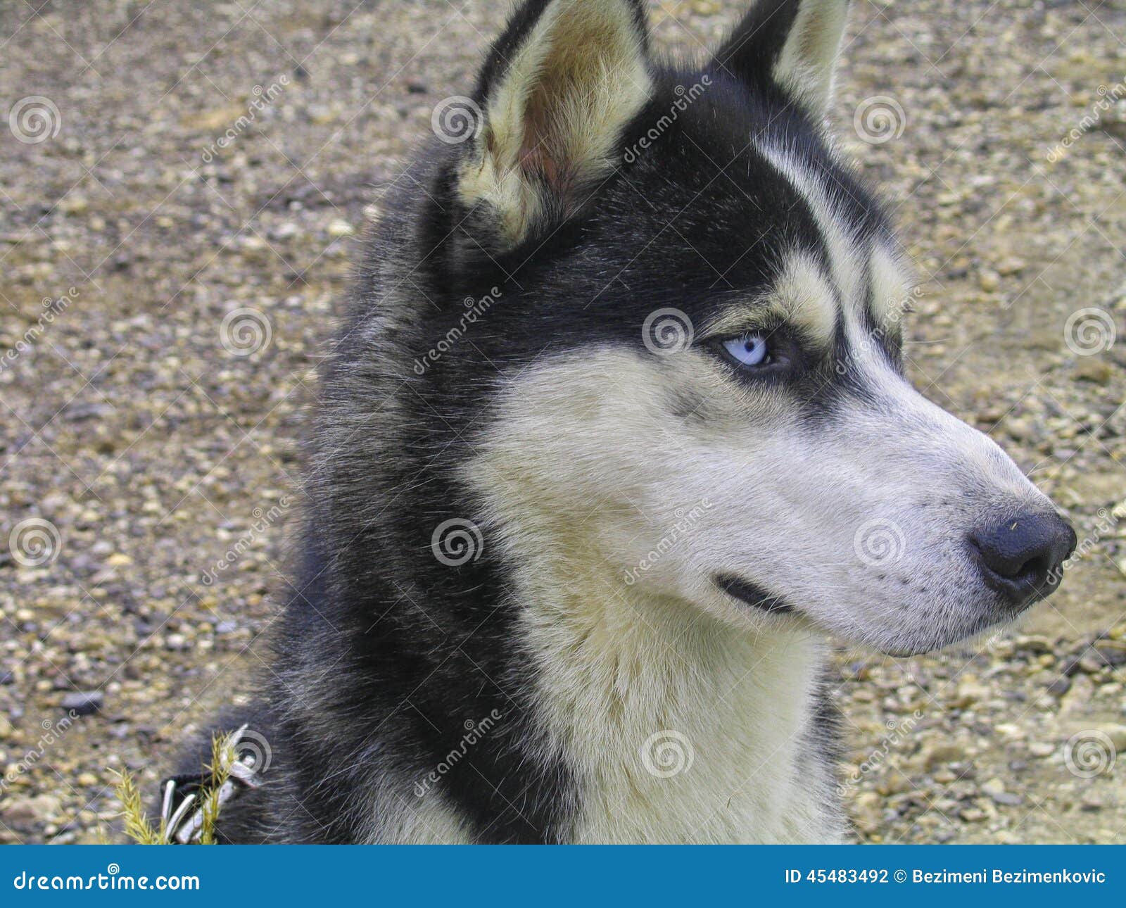 Dog hasky stock photo. Image of beast, adorable, bernard - 45483492