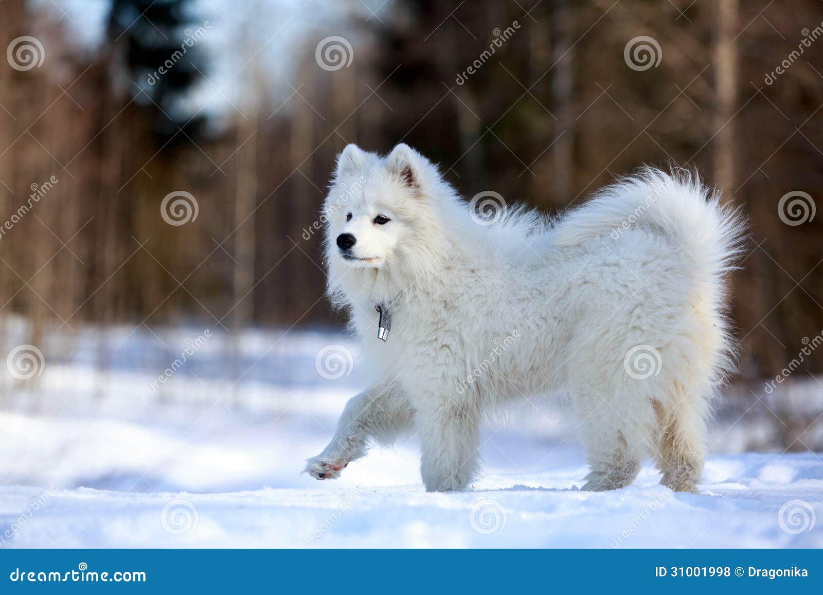 Dog on nature stock photo. Image of snow, samoyed, sammy - 31001998