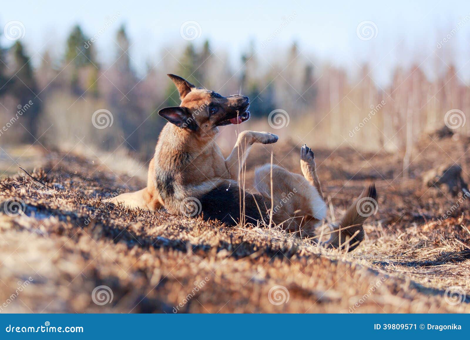 Dog stock image. Image of animal, spring, forest, briard - 39809571