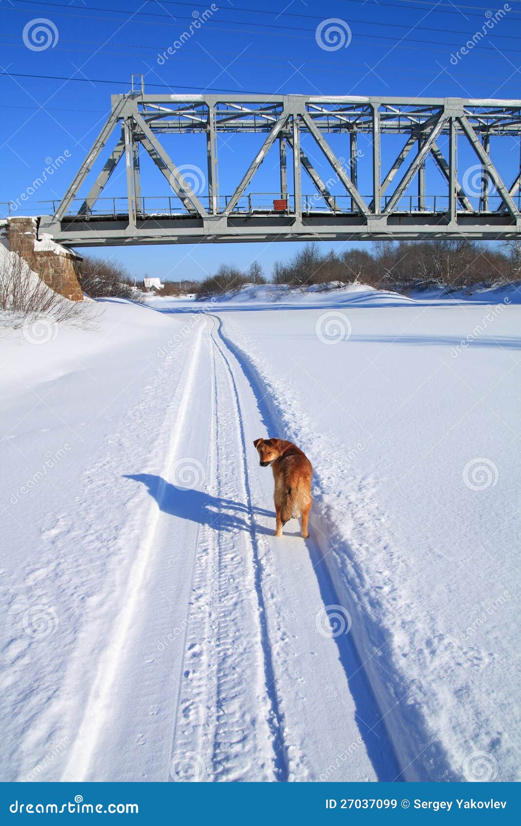 Dog near railway bridge stock image. Image of face, horizon - 27037099