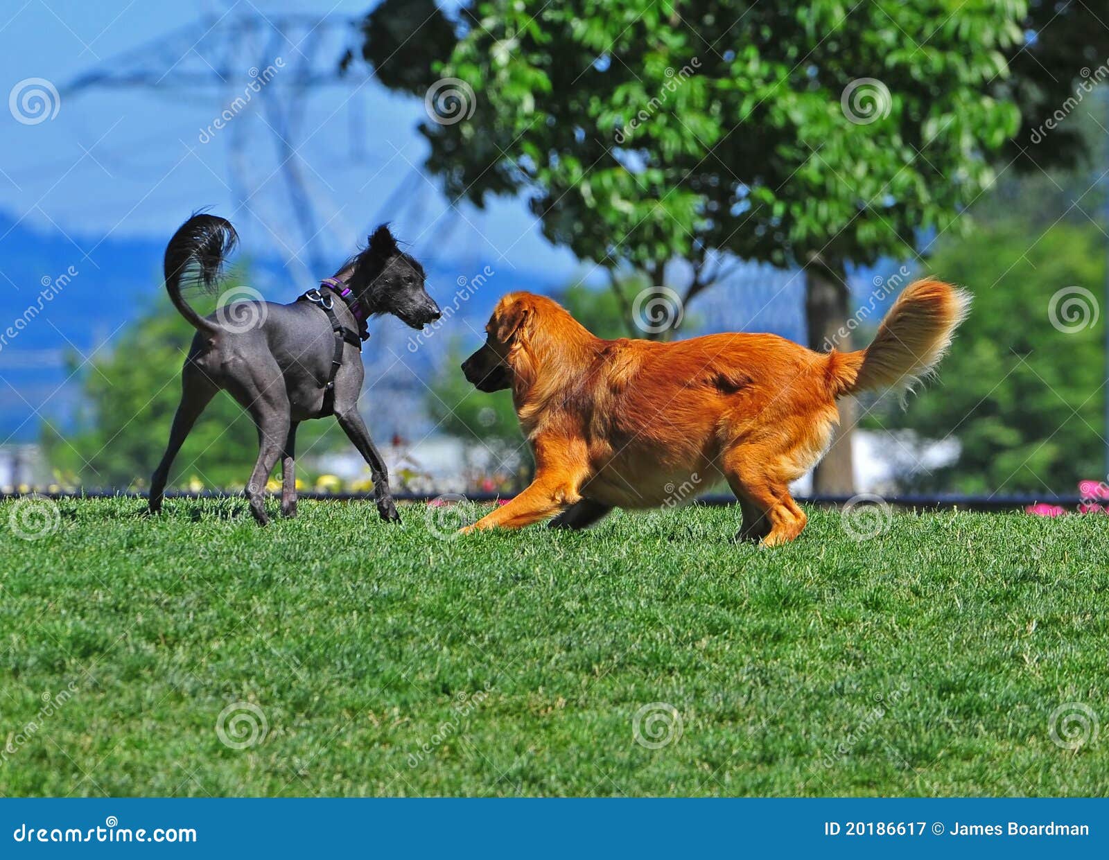 Hairless Golden Retriever Stock Photos - Free & Royalty-Free Stock ...