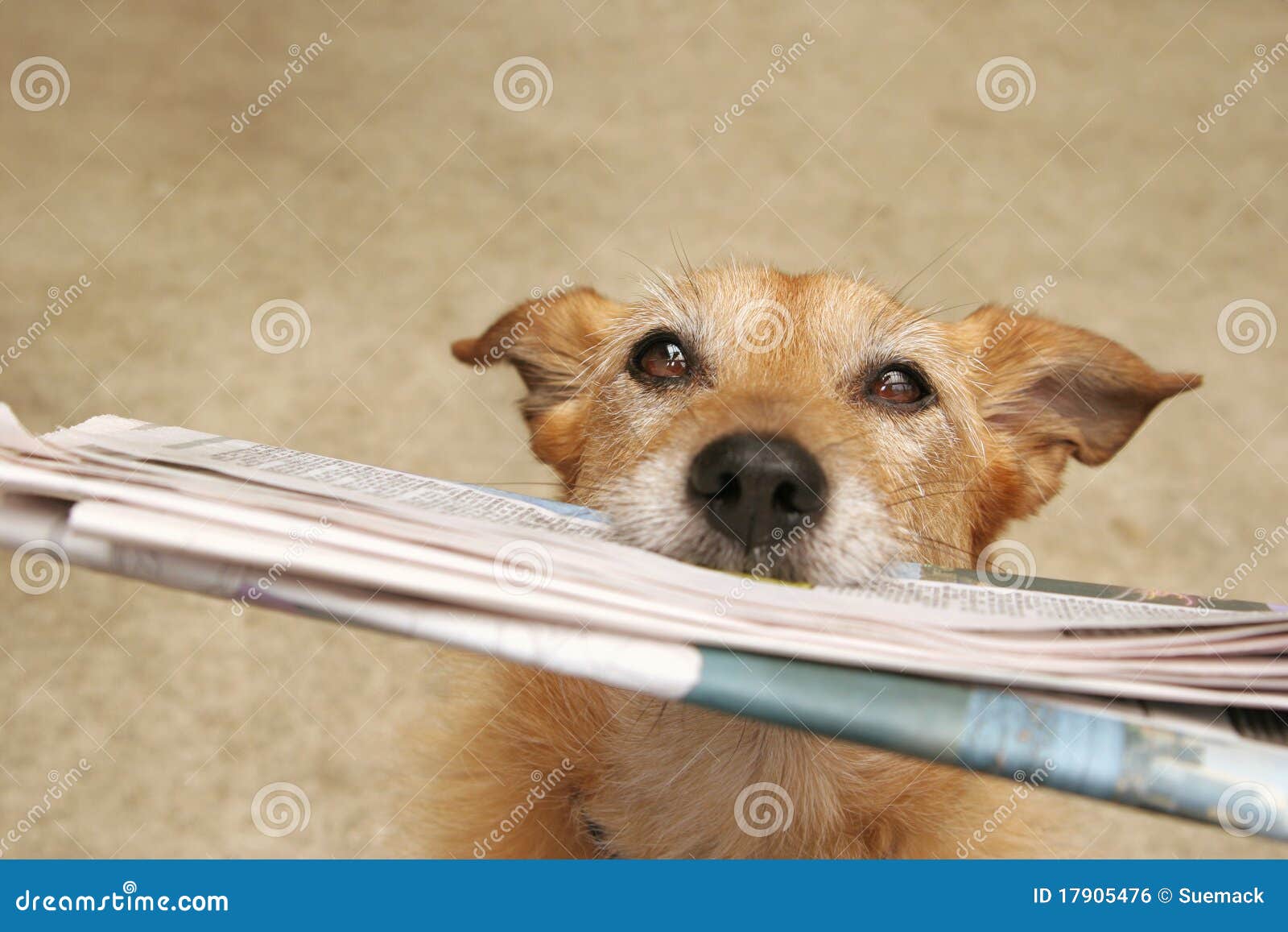 Dog with the daily news stock photo. Image of terrier - 17905476