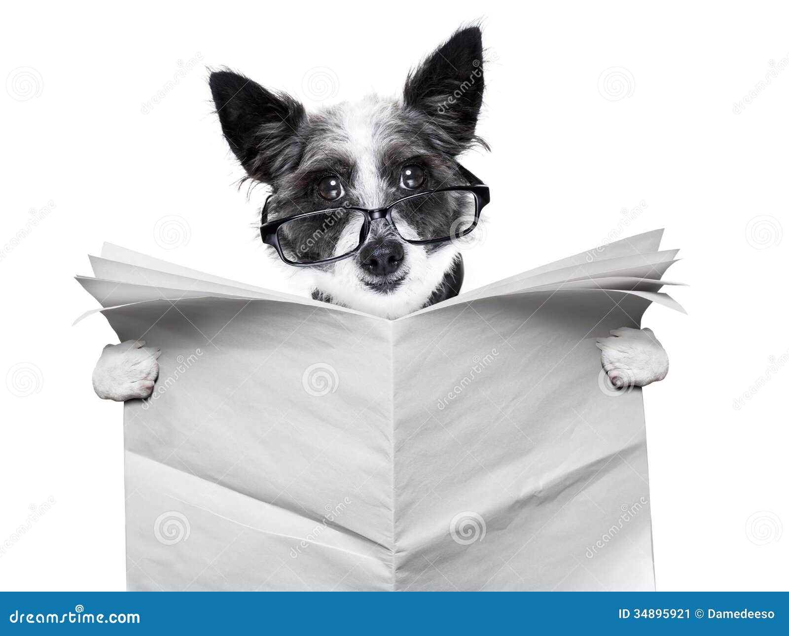 Dog newspaper stock image. Image of clever, news, jack - 34895921