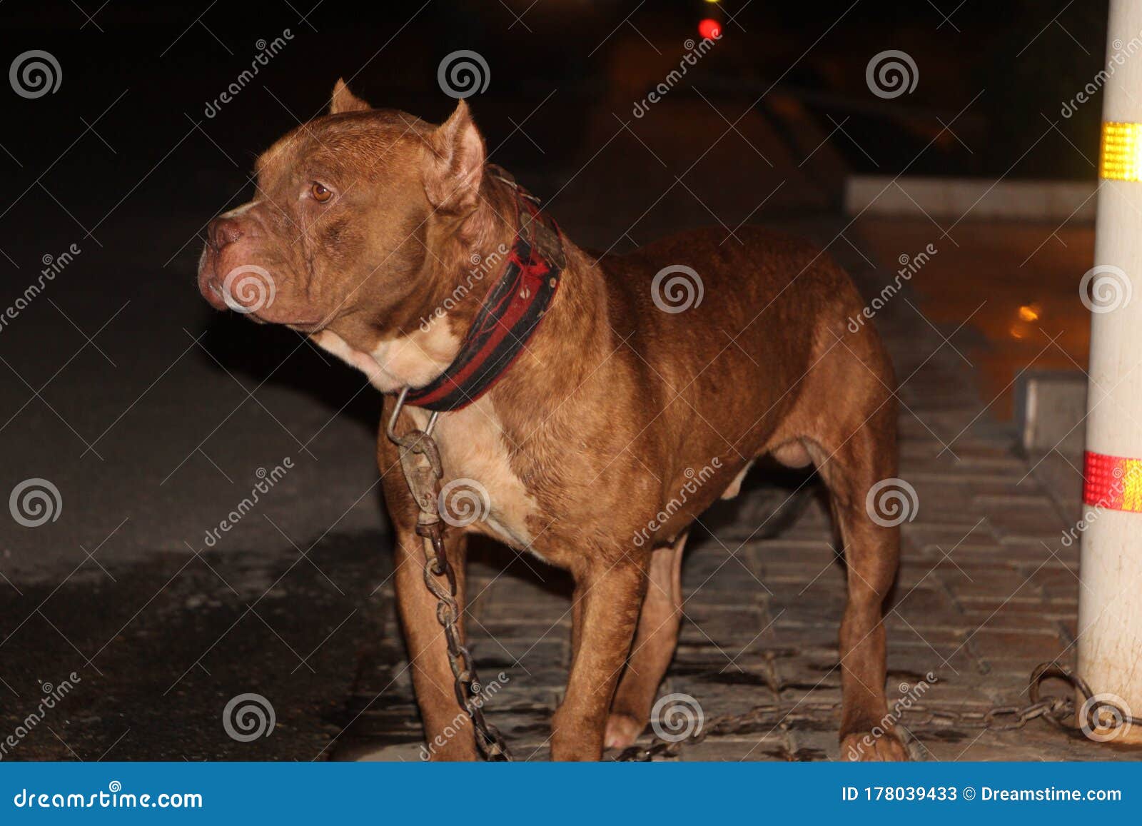 Dog in Night stock image. Image of vision, nature, light - 178039433