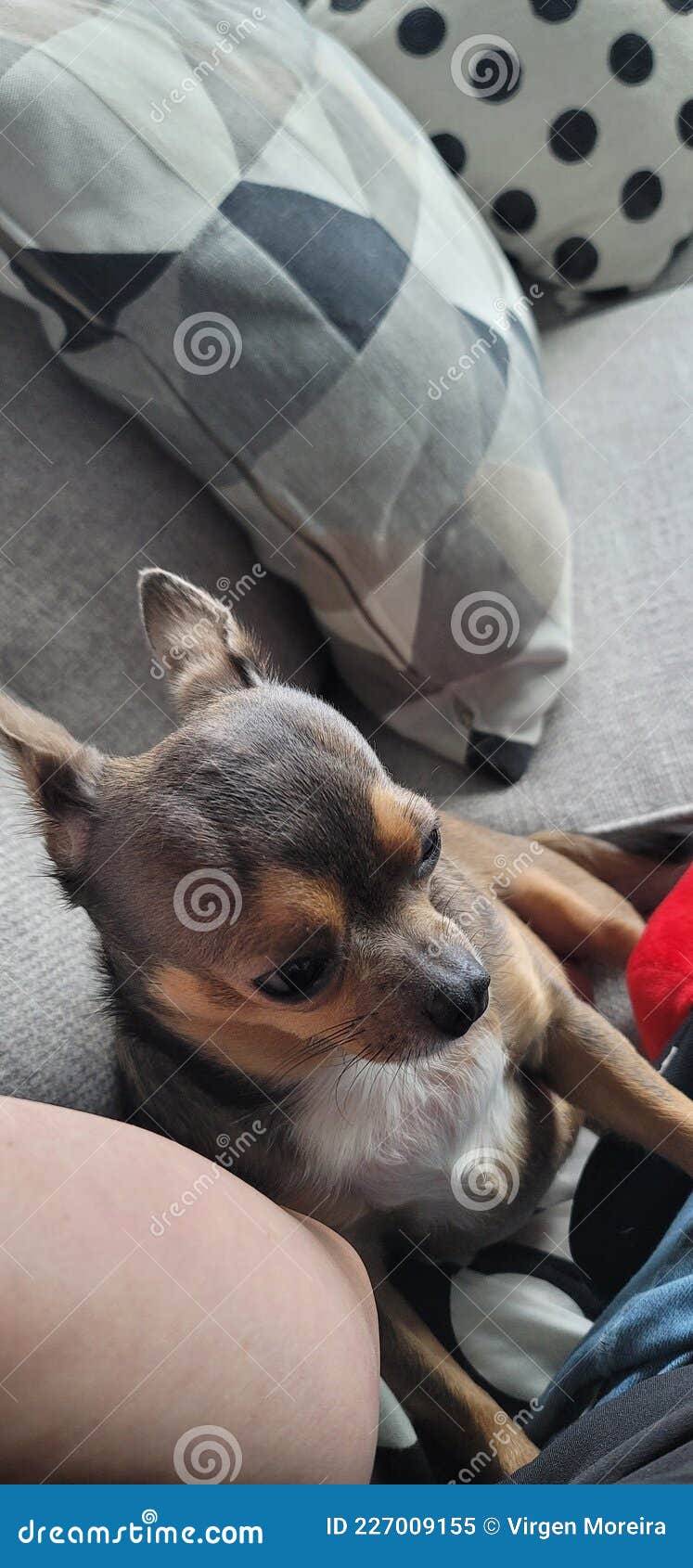 Dog at night stock image. Image of animal, terrier, mammal - 227009155