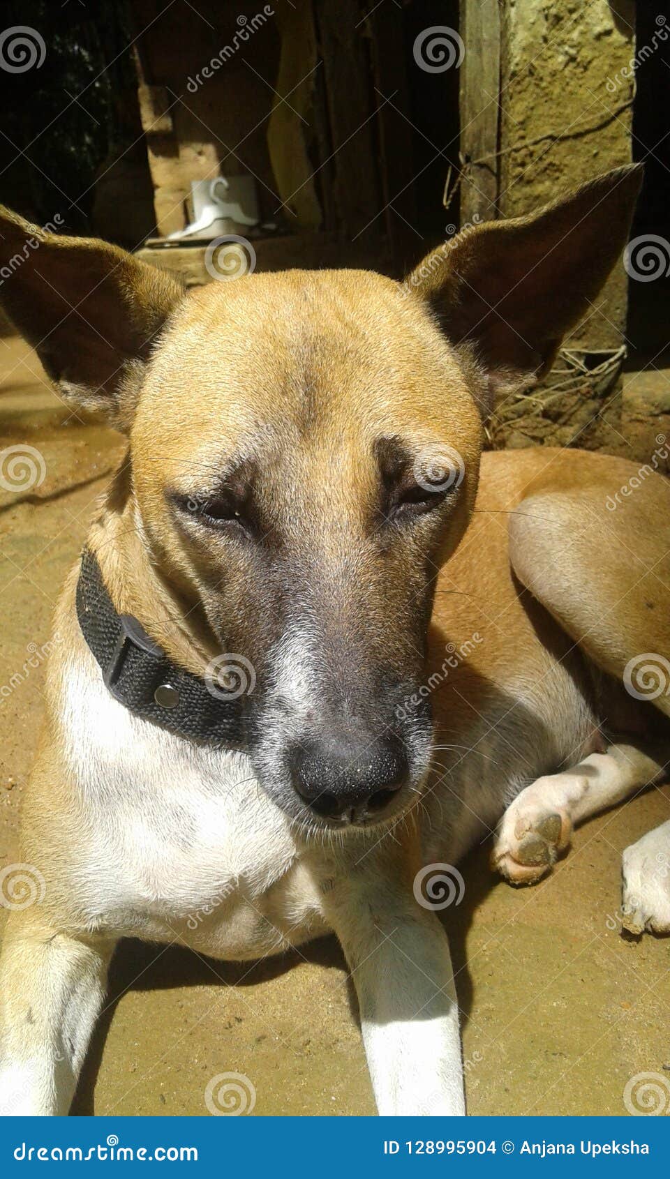 Dog stock photo. Image of normal, pets, home, animal - 128995904