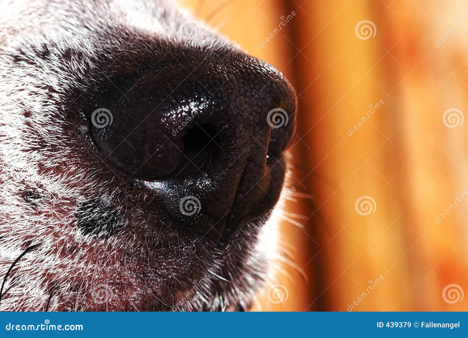 Dog nose stock image. Image of nose, domestic, cute, close - 439379