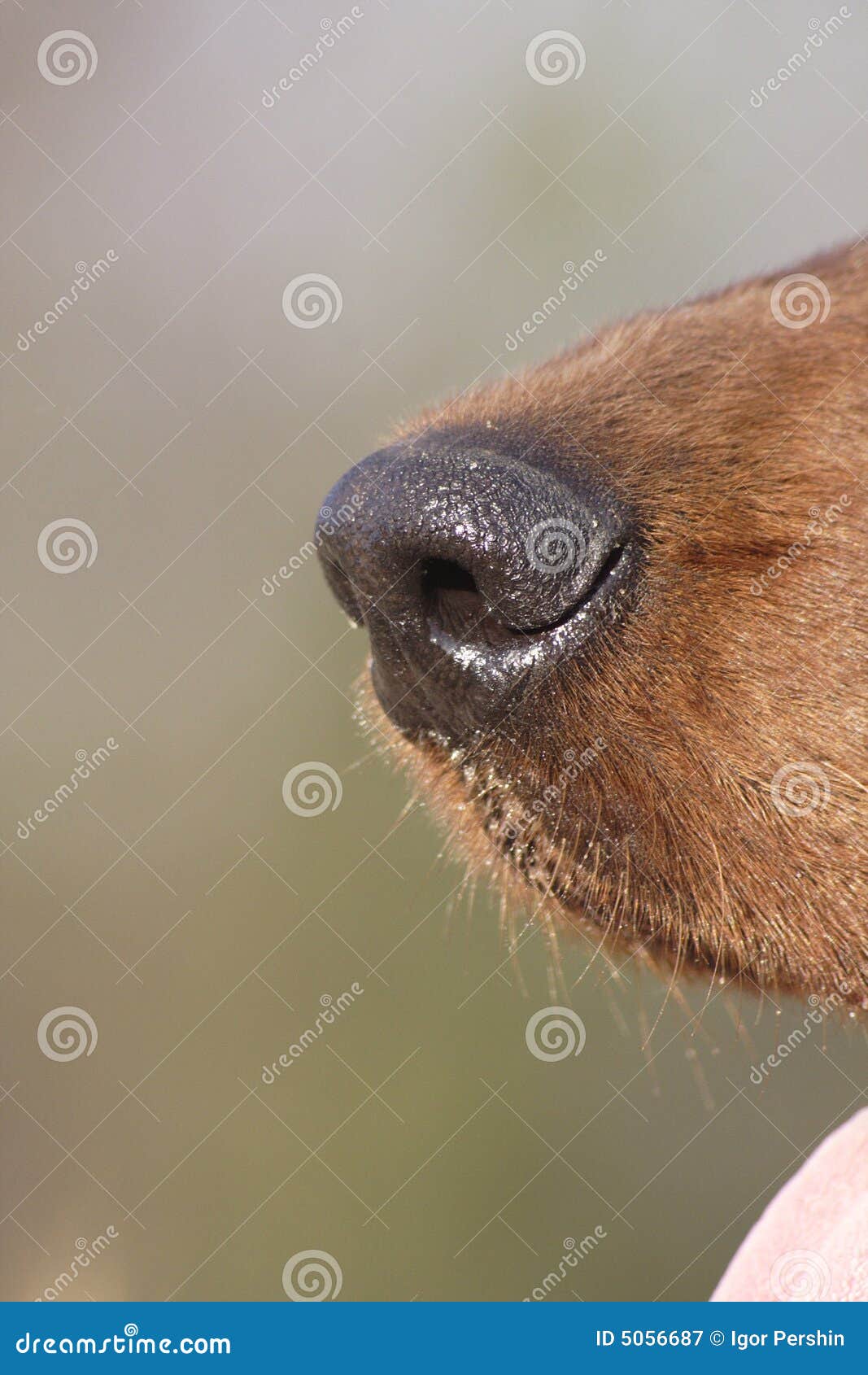 Dog Nose Picture. Image: 5056687