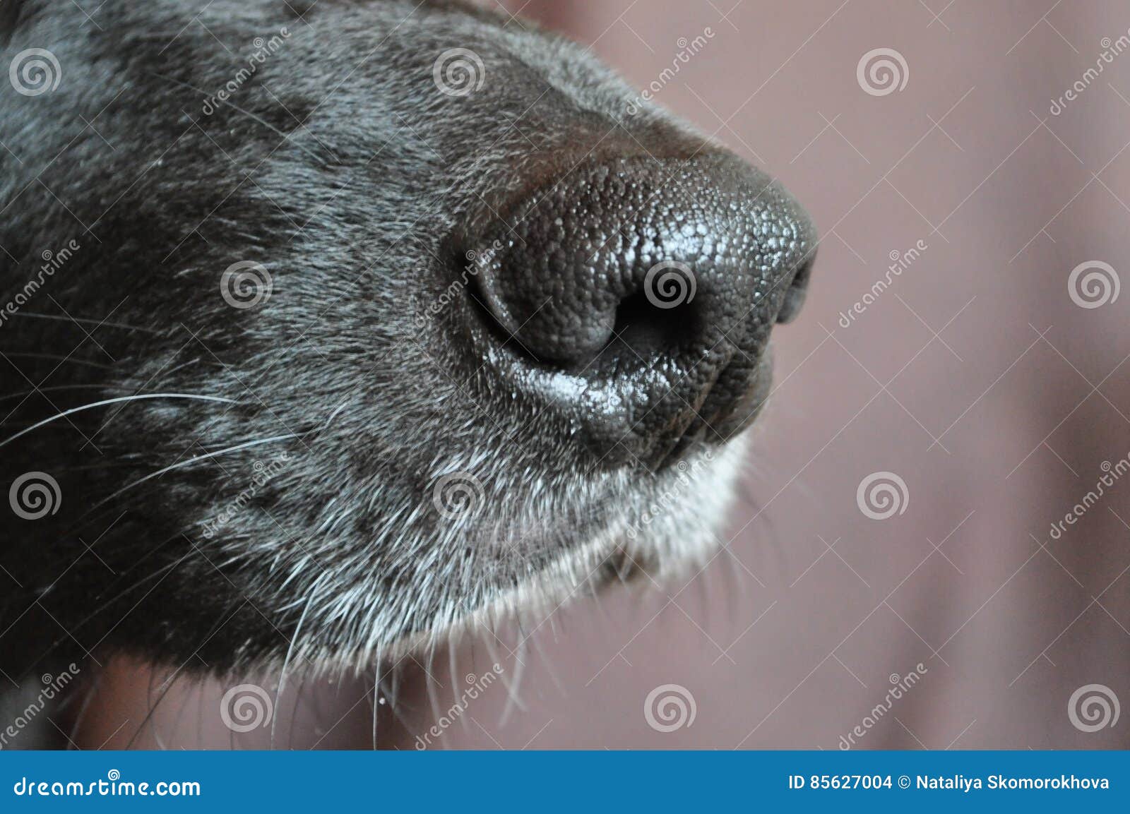 Dog nose stock photo. Image of mammal, canines, nostril - 85627004