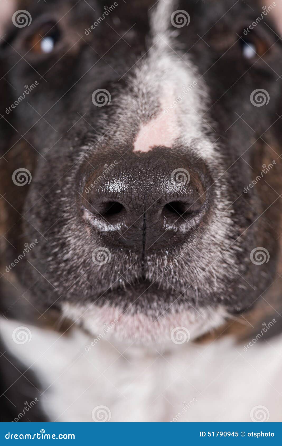 Dog nose close up stock image. Image of face, nasal, small - 51790945