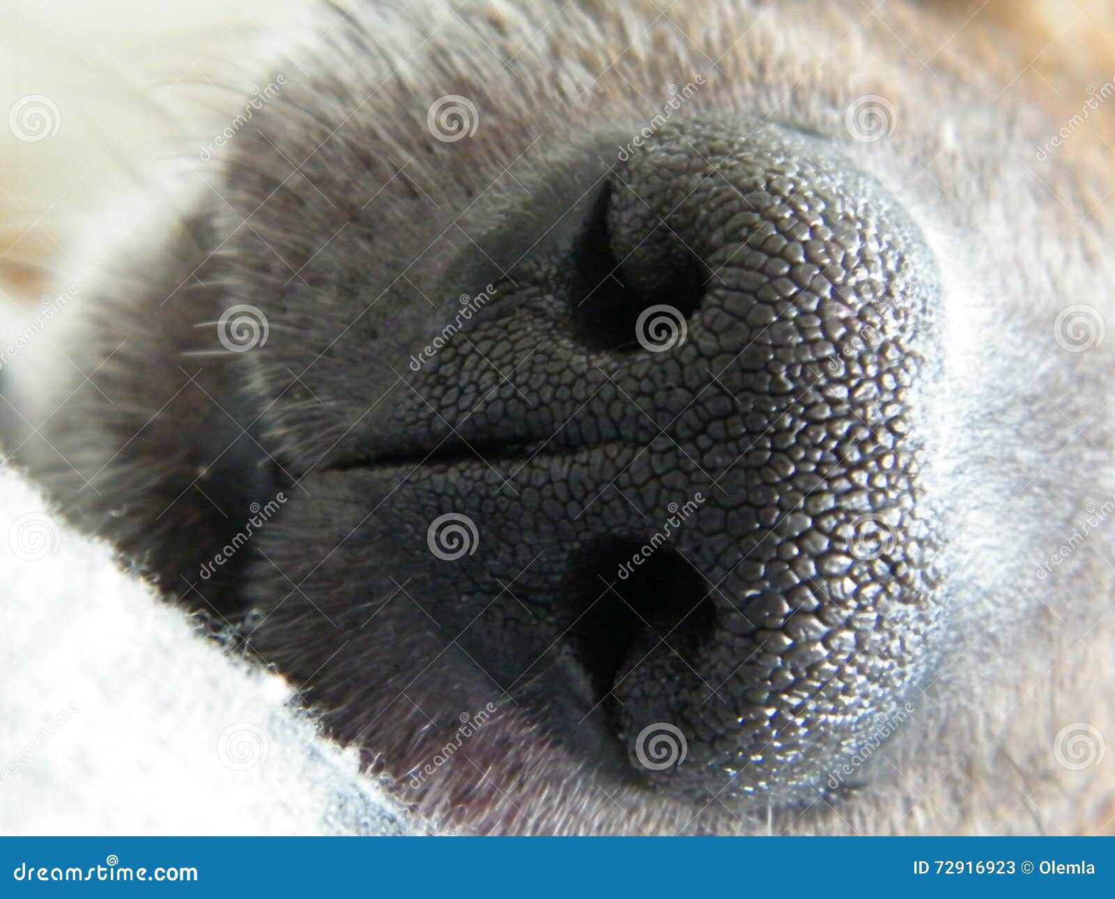 Dog nose close up stock image. Image of front, snout - 72916923