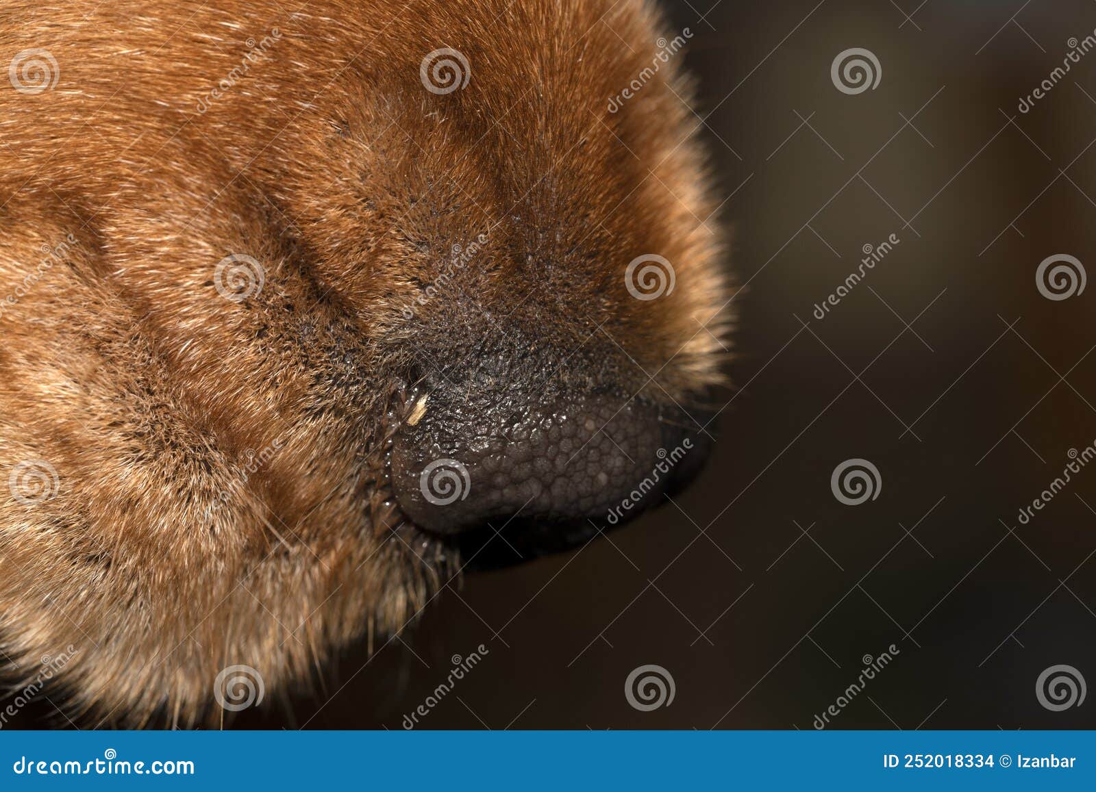 Dog Nose Close Up Macro Cocker Spaniel Stock Photo - Image of white ...