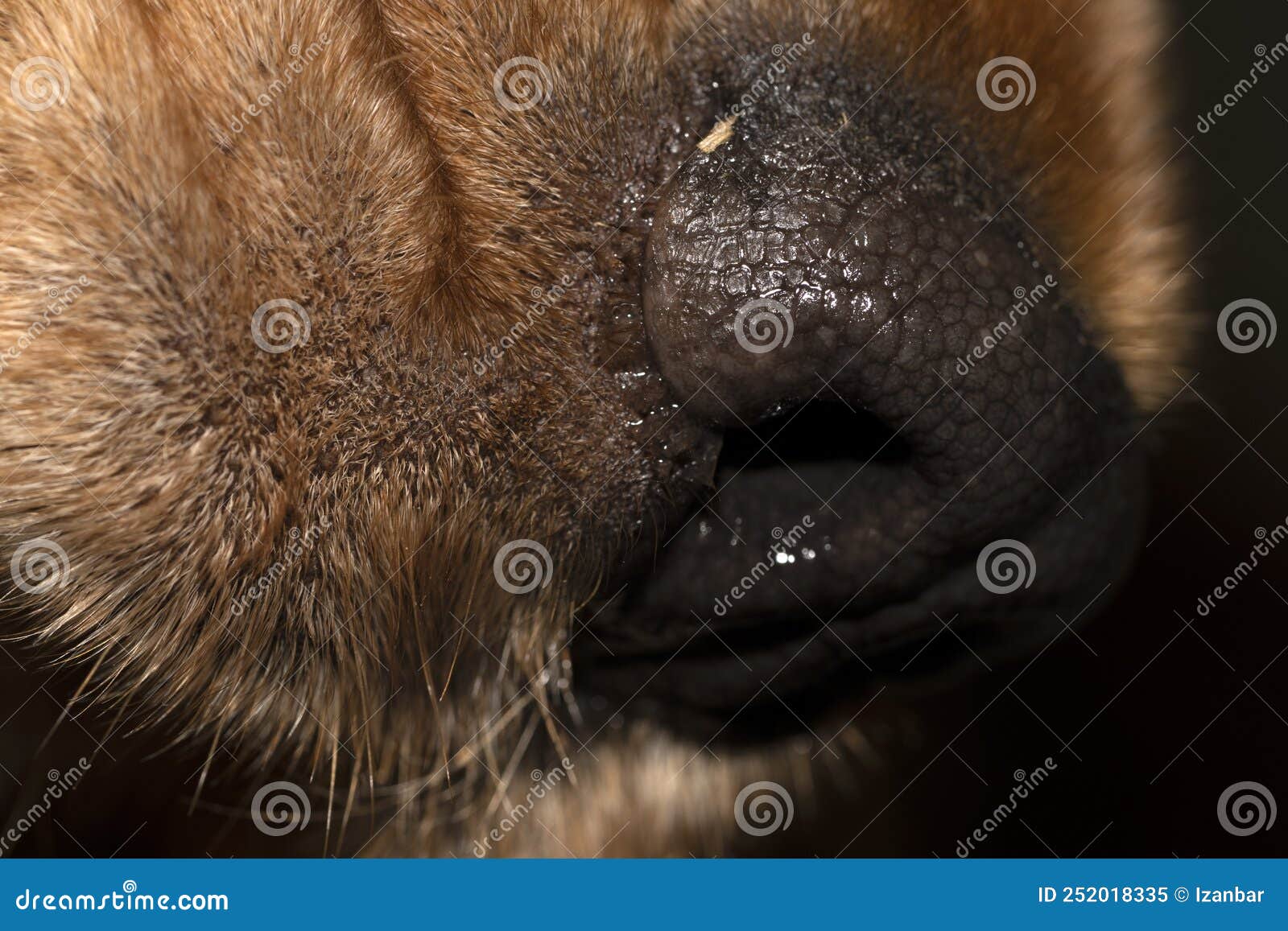 Dog Nose Close Up Macro Cocker Spaniel Stock Image - Image of canine ...